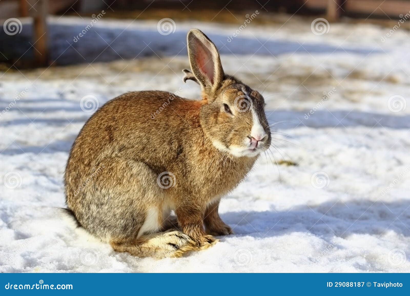 Big rabbit on snow stock image. Image of cold, sitting - 29088187
