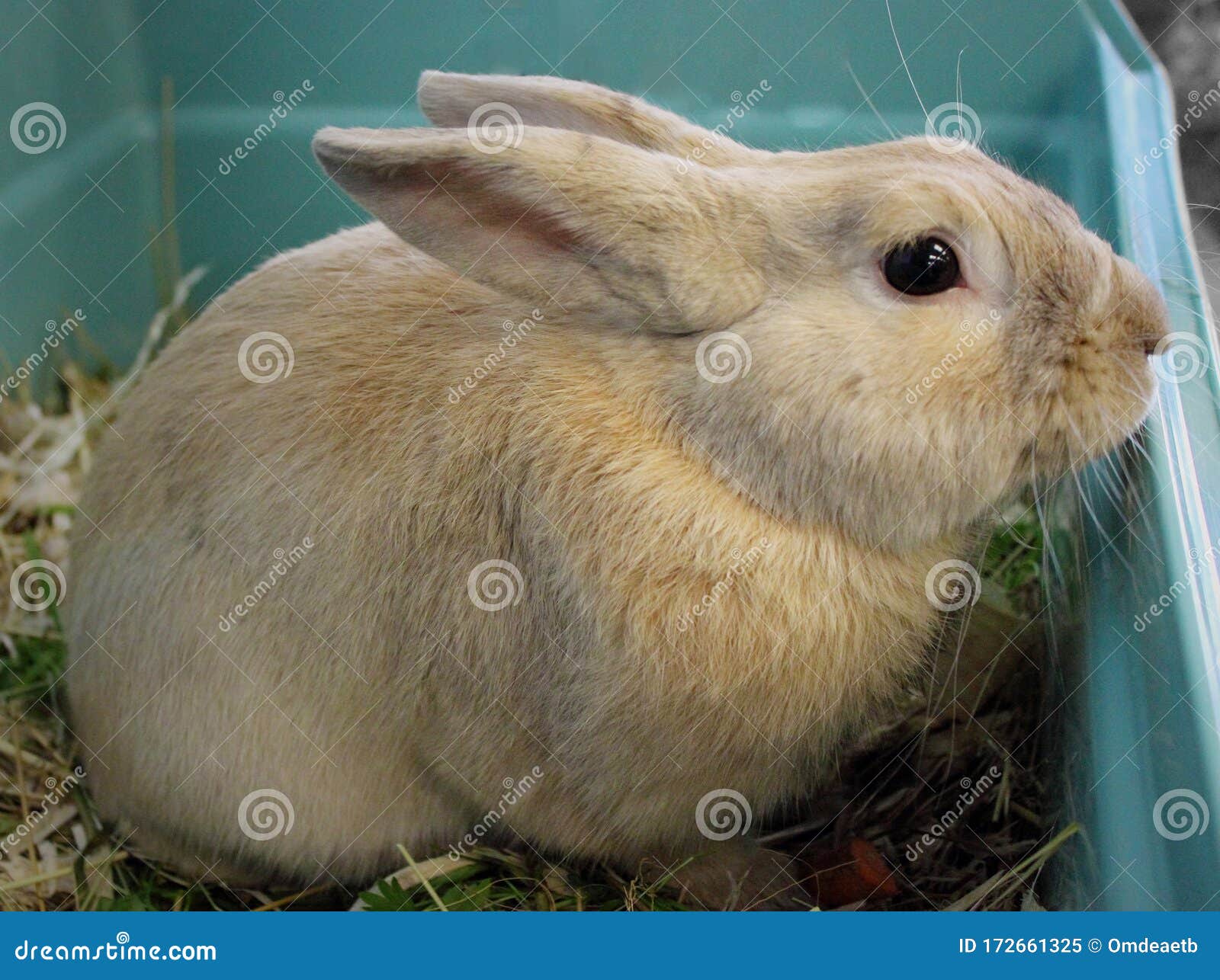 Big Rabbit is Standing in the Plastic Box with Hay Stock Image - Image ...