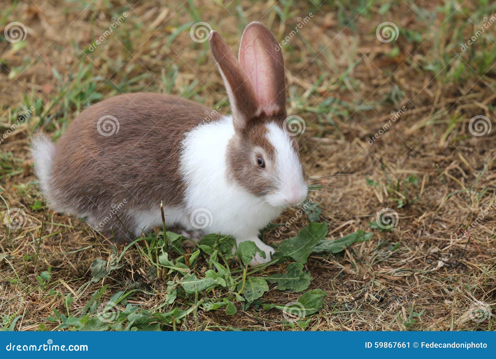 Big Rabbit with Very Long Ears Stock Image - Image of rabbit, lagomorph ...