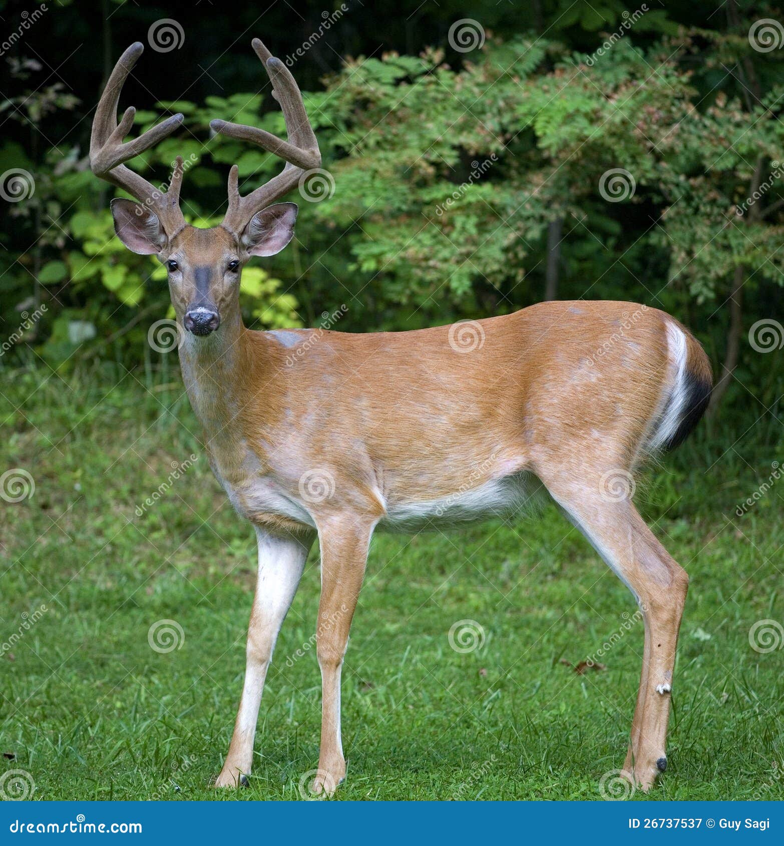 Big rack stock image. Image of woods, whitetail, summer - 26737537