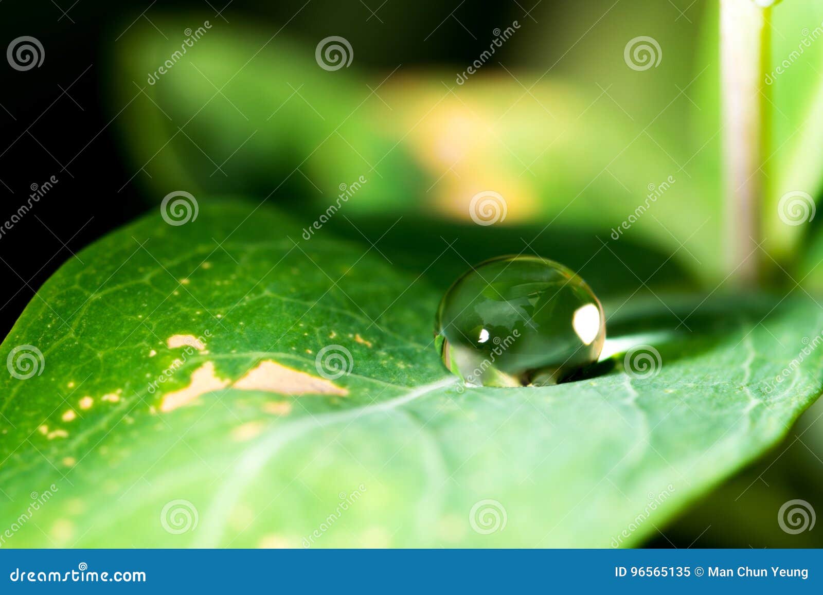 A Big rain drop on leaf stock image. Image of leaf, yellow - 96565135