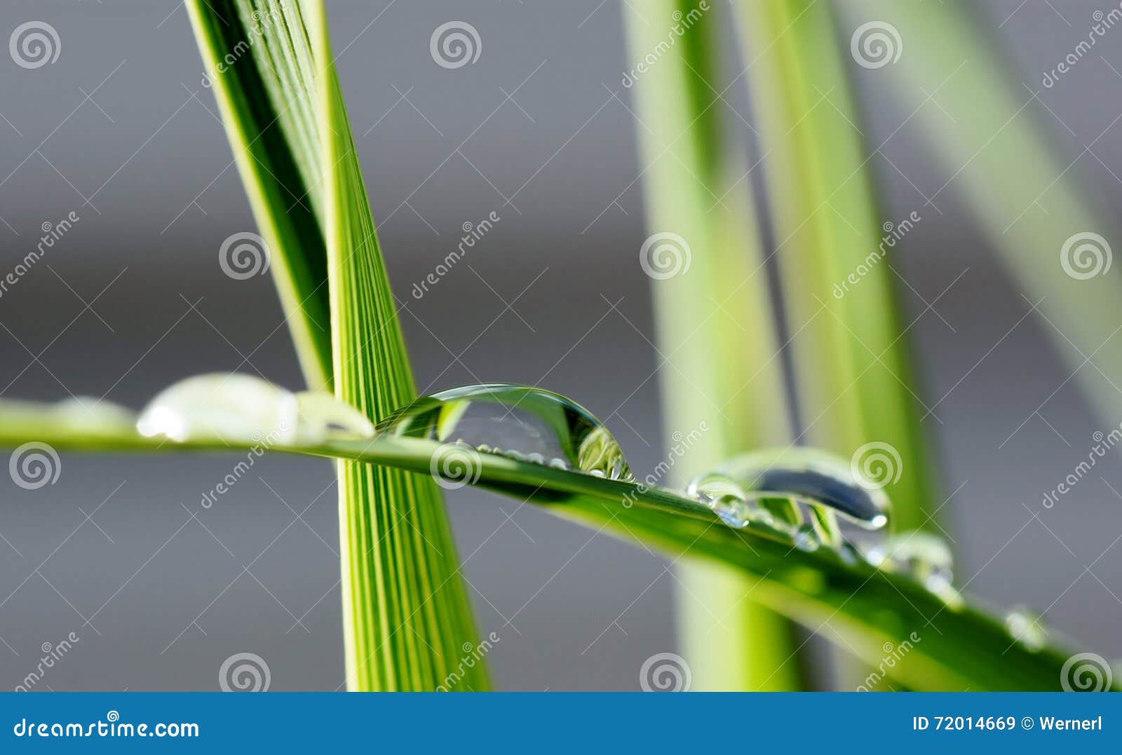 Big rain drops on leaf stock image. Image of drops, rain - 72014669
