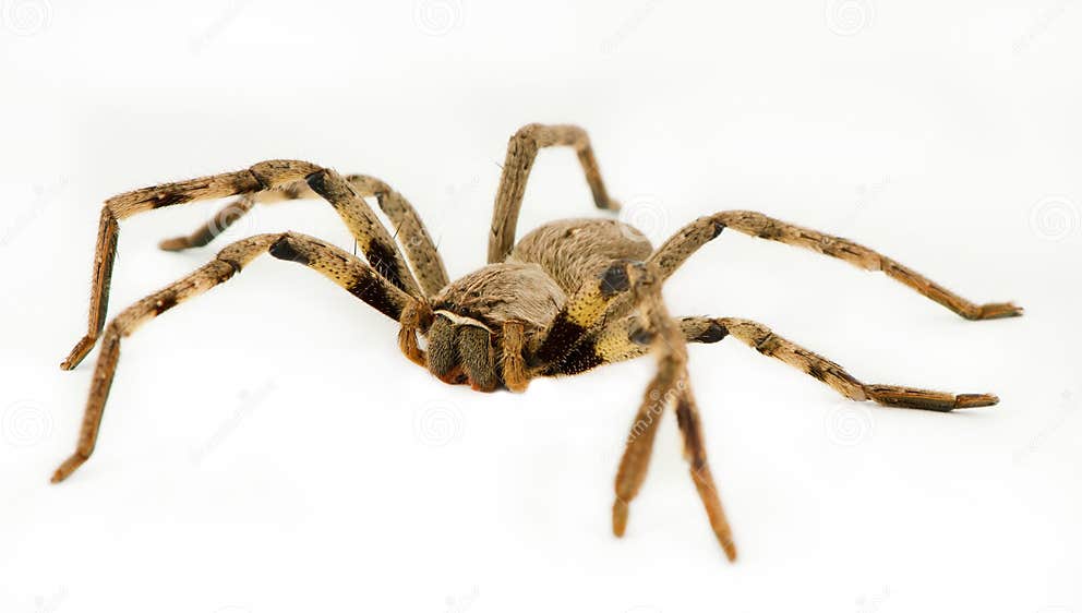 Big Rain Spider stock photo. Image of legs, sparassidae - 29046902