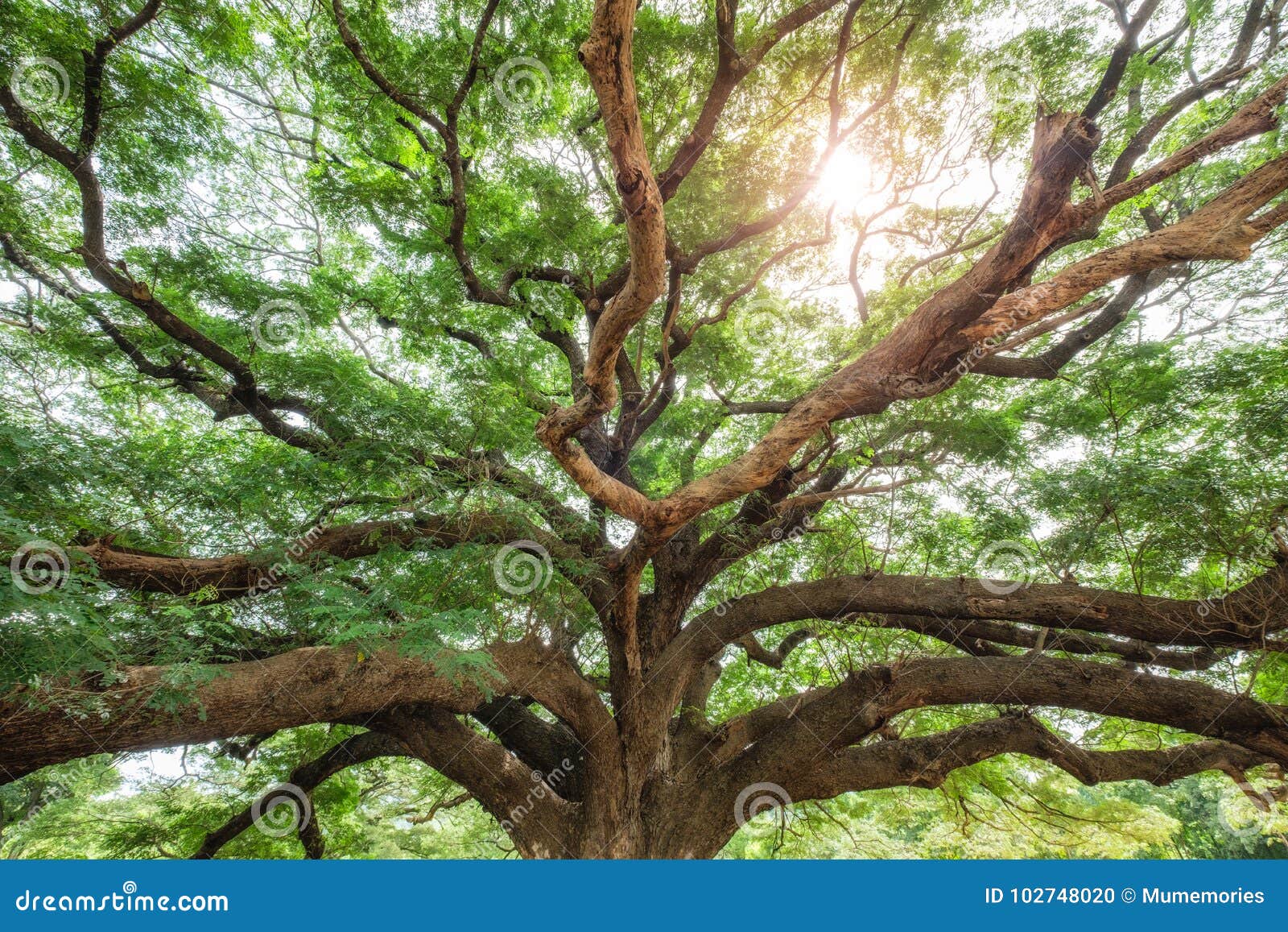 A Tree With Shady Leaves In Front Of The House Stock Photo ...