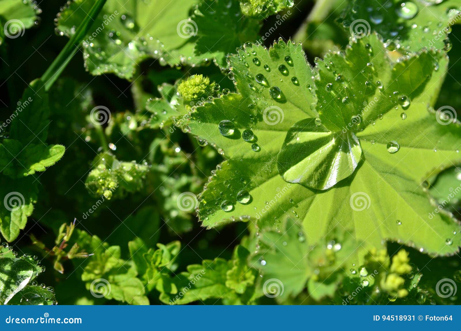 Big raindrop stock image. Image of vegetation, full, view - 94518931