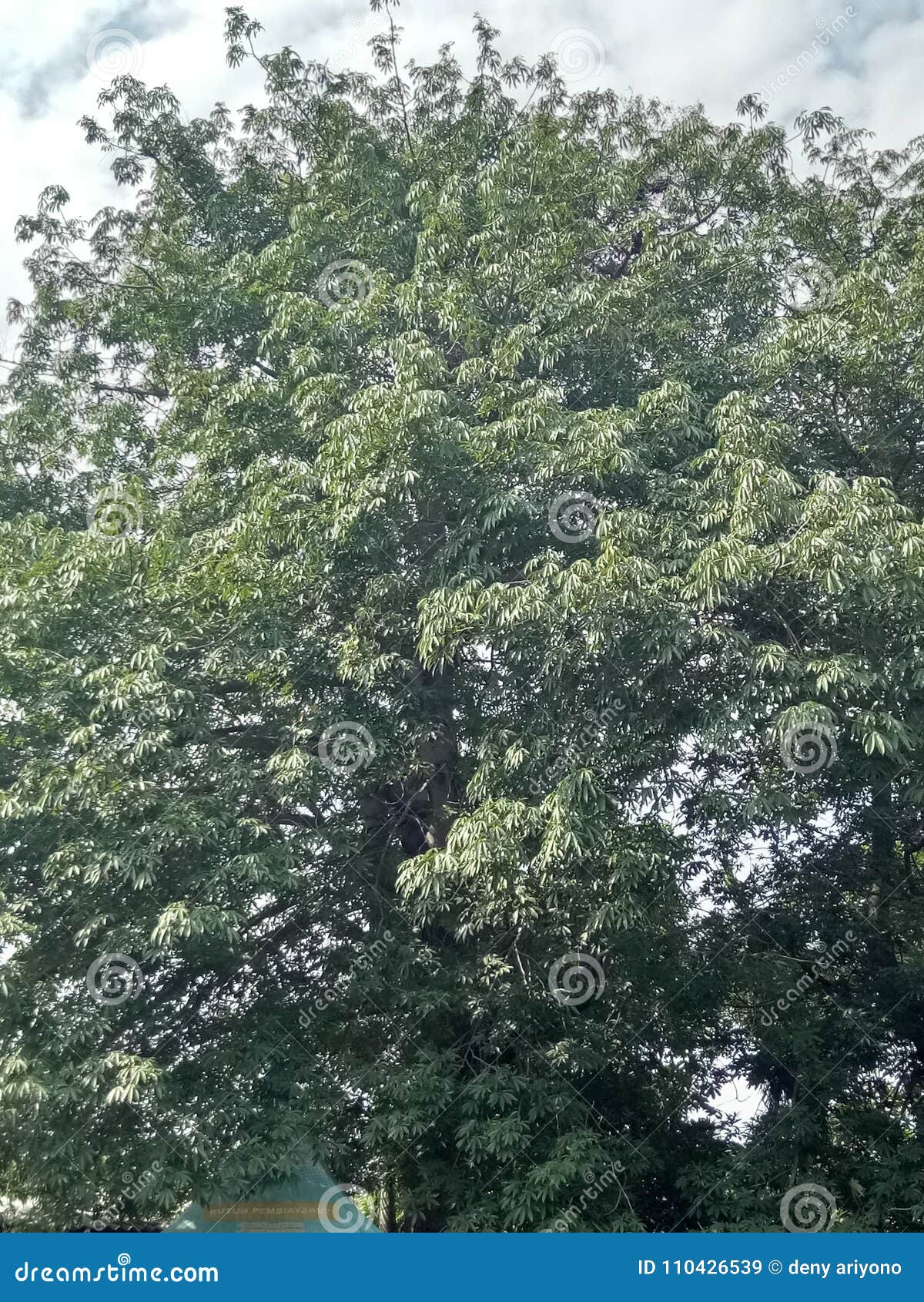 Randus Tree Stock Photos - Free & Royalty-Free Stock Photos from Dreamstime