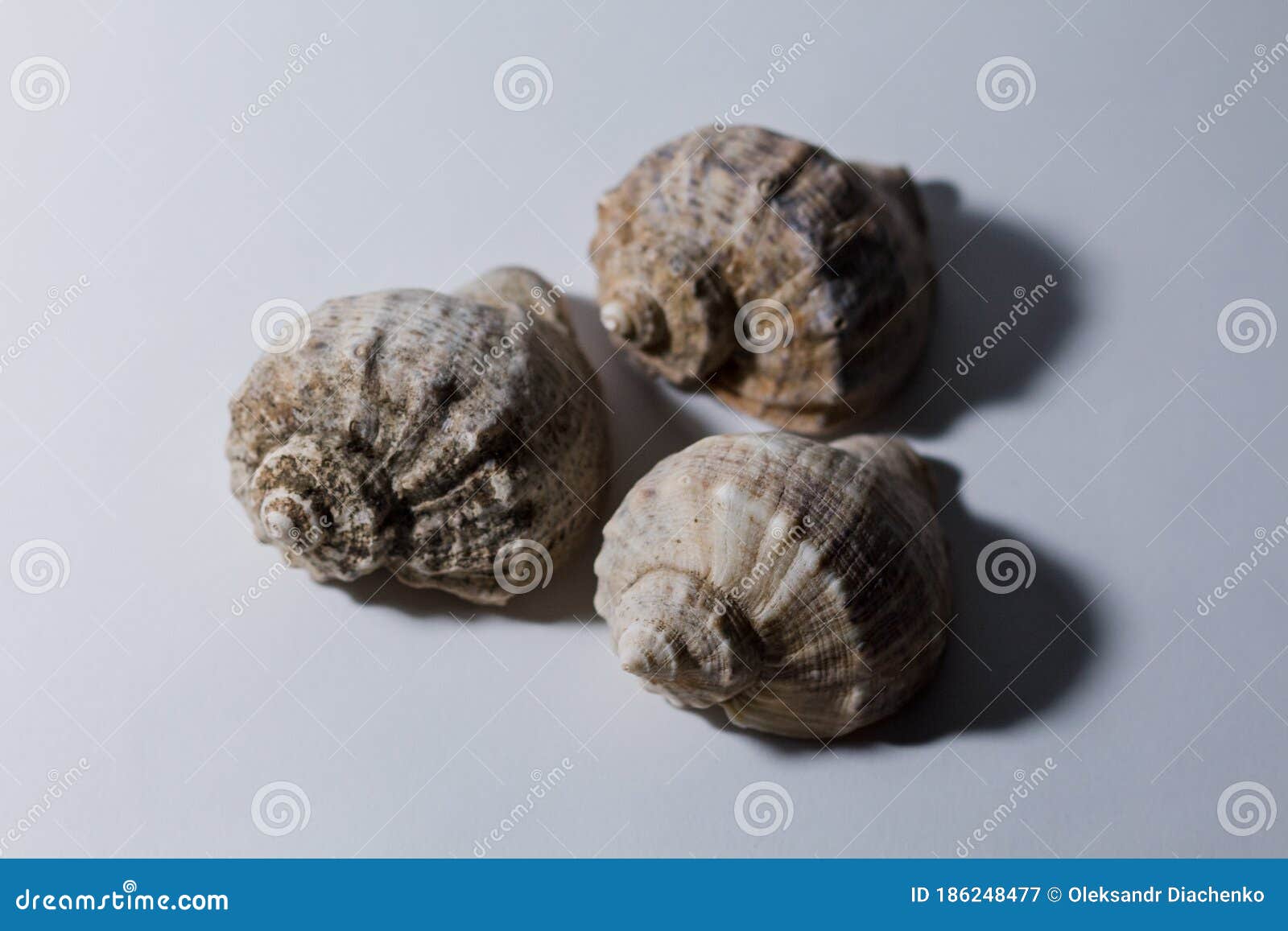 Big Rapana Shell on White Background Stock Image - Image of nature ...