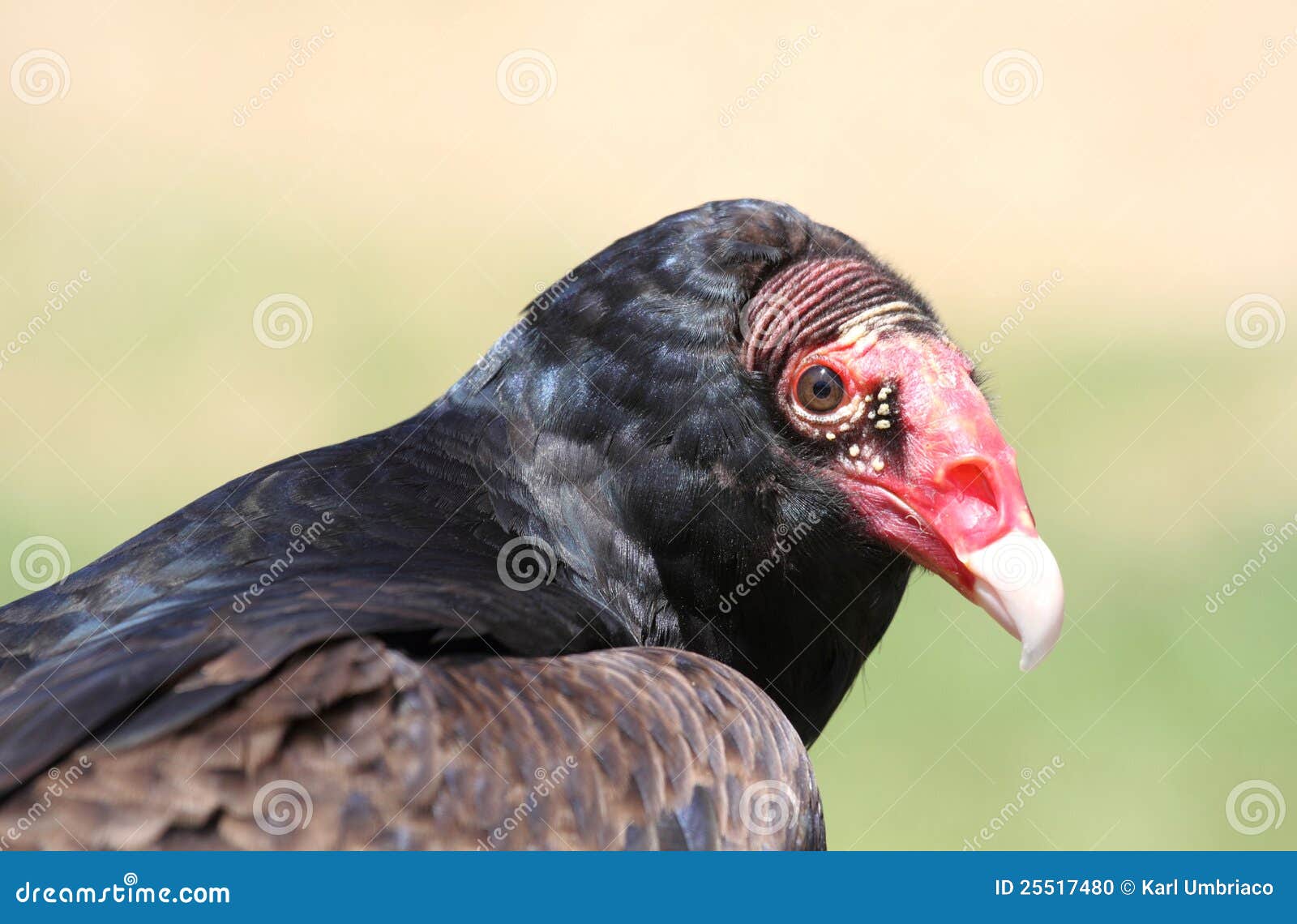 Big raptor stock photo. Image of power, turkey, quebec - 25517480