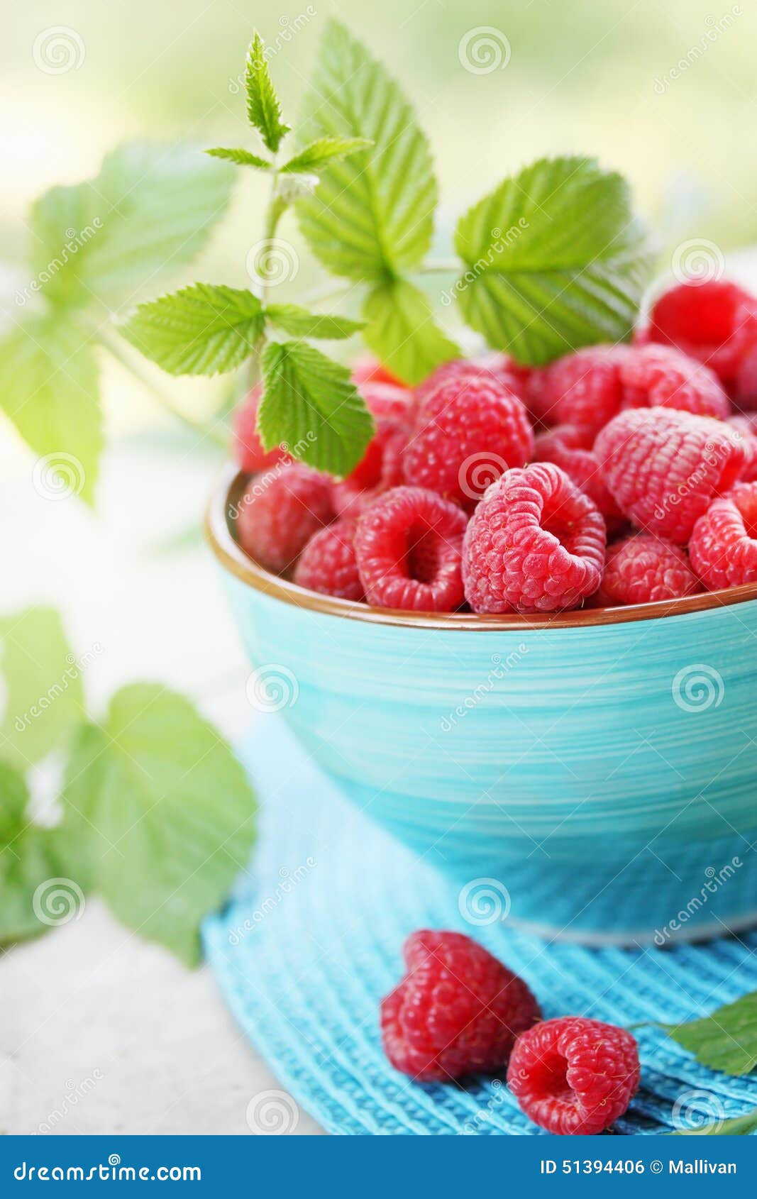 Big raspberry stock photo. Image of close, leaf, people - 51394406