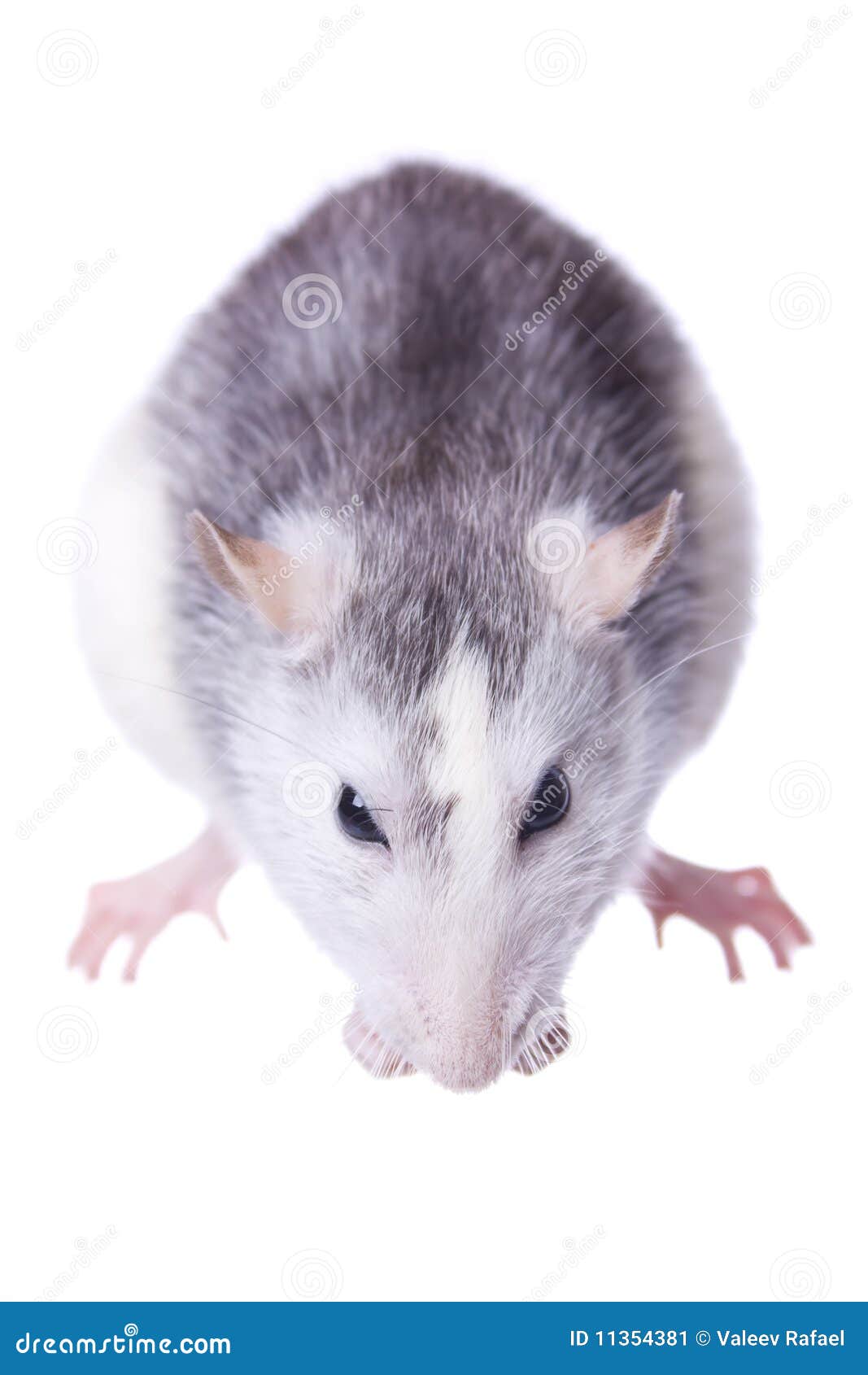 Big rat stock image. Image of white, pest, animal, domestic - 11354381
