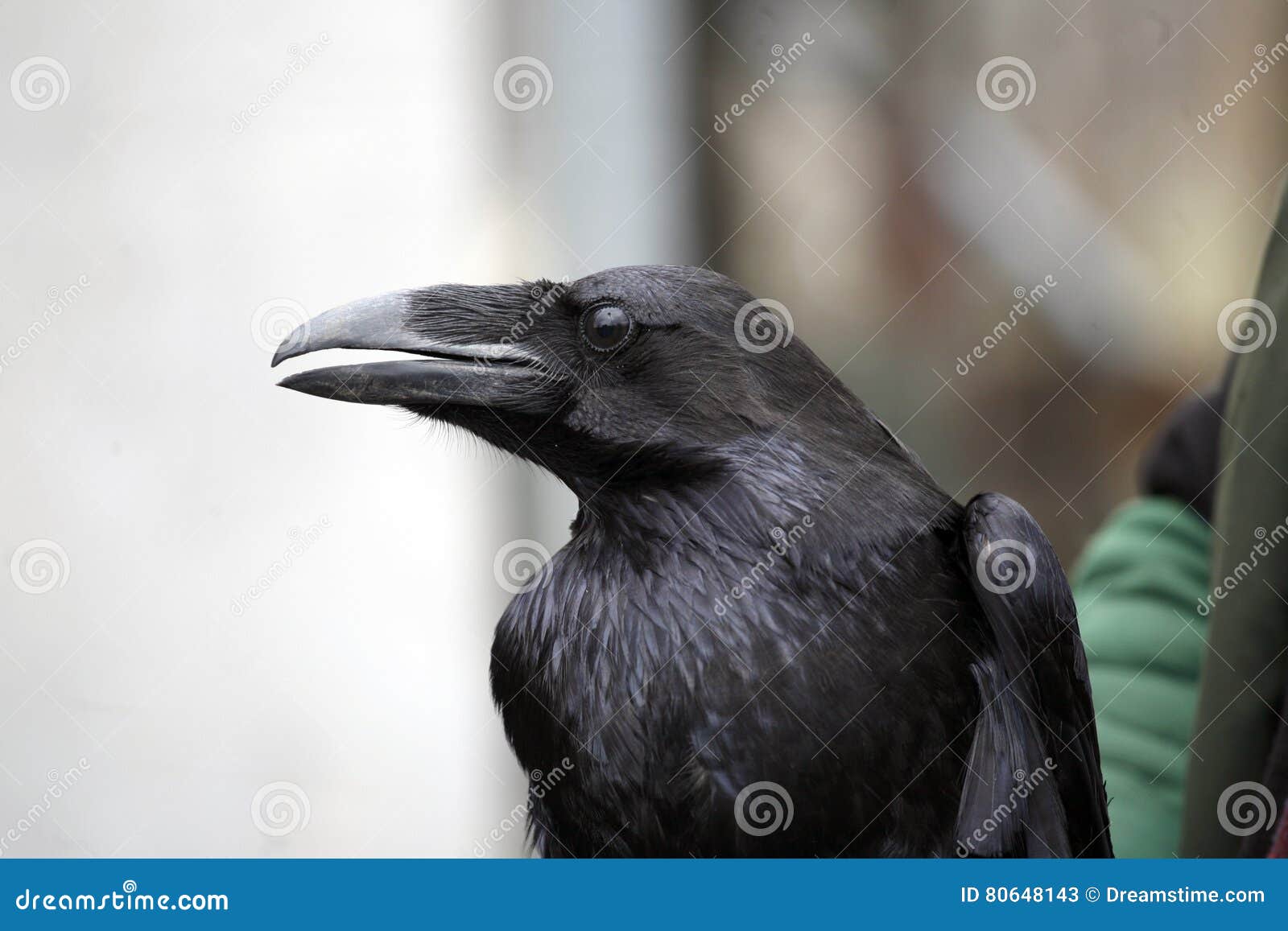 Big raven profile stock image. Image of clever, tame - 80648143