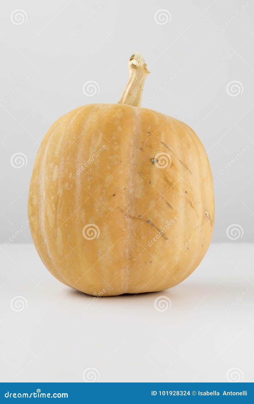 A Big Real Pumpkin Used in Halloween Stock Photo - Image of agriculture ...