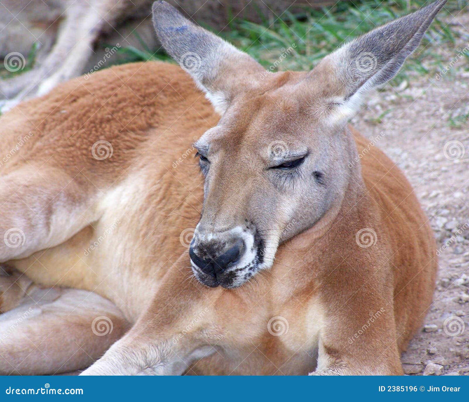Big Red stock photo. Image of outback, nature, animal - 2385196