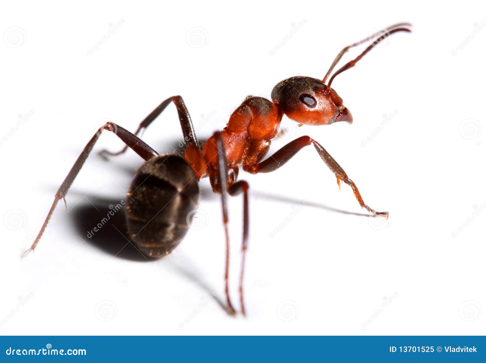 156 Big Queen Red Ant Stock Photos - Free & Royalty-Free Stock Photos ...