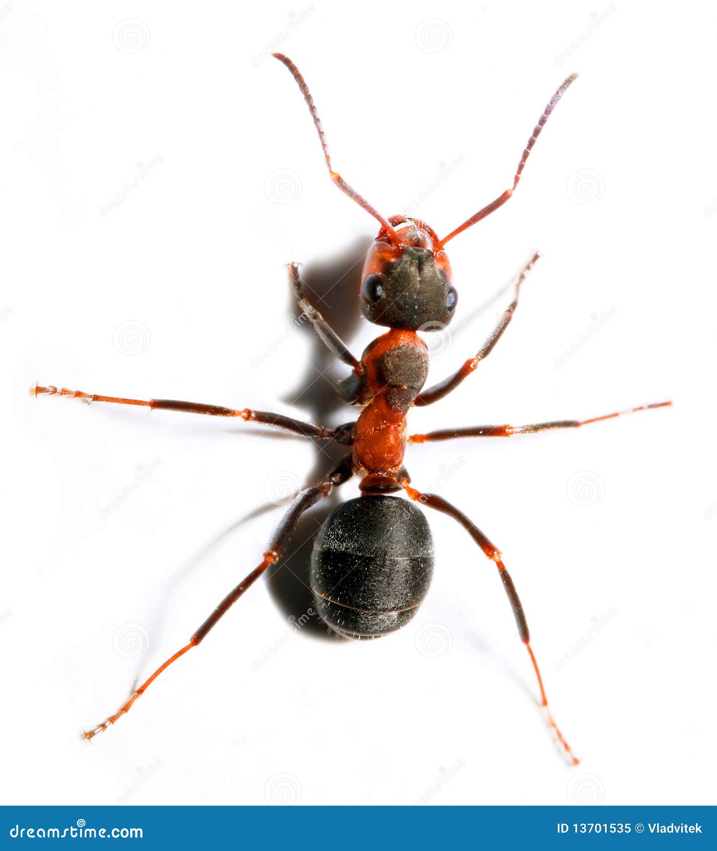 Big red ant. stock image. Image of pain, object, complexity - 13701535