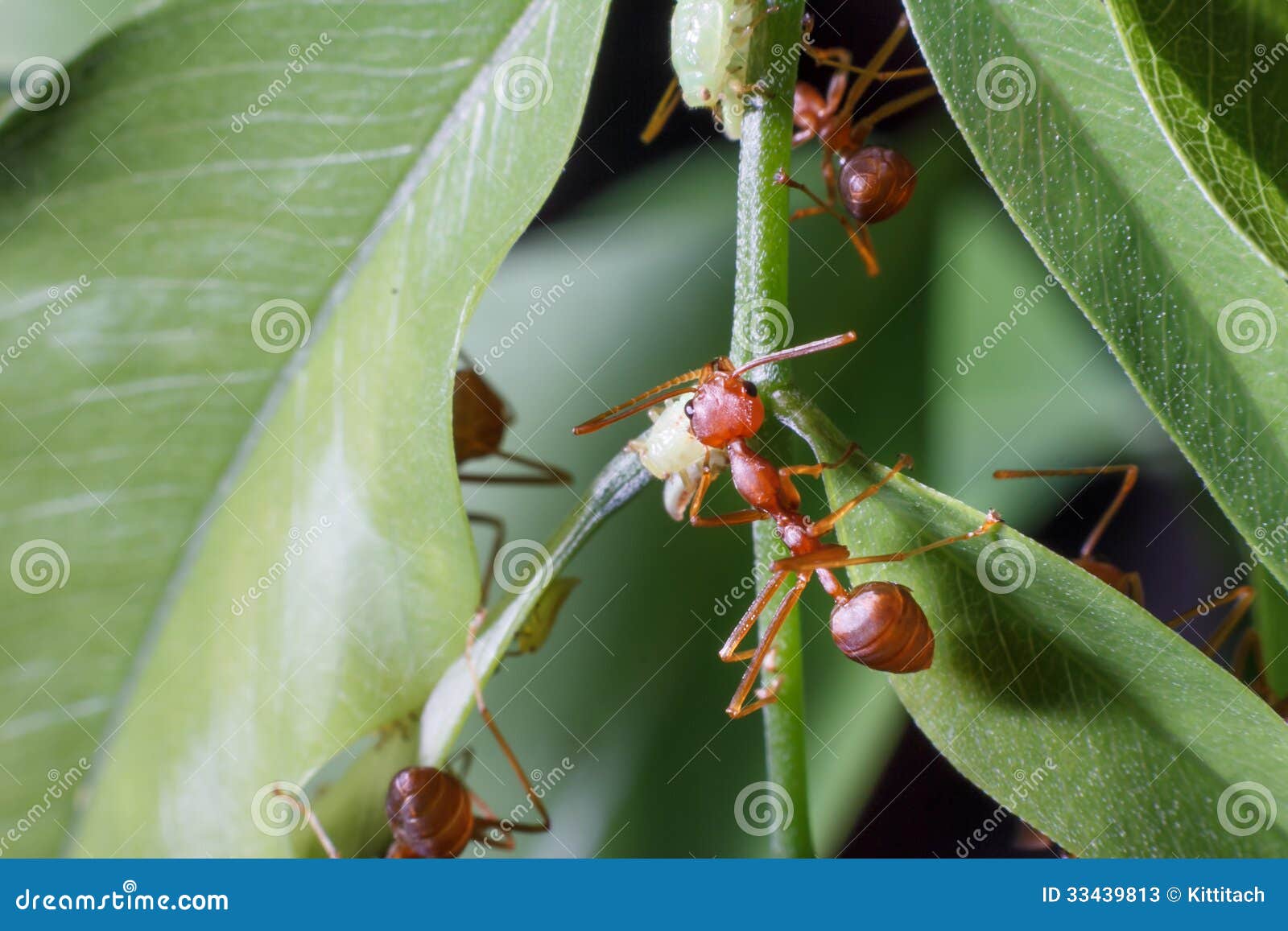 Big red ant stock image. Image of animal, colourful, jungle - 33439813