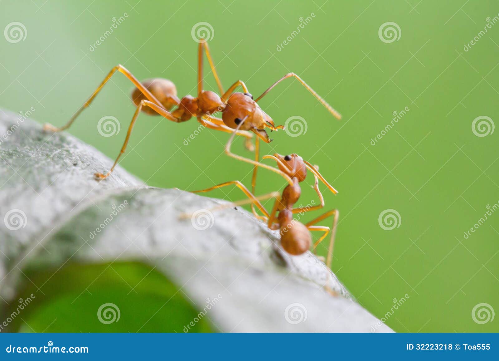 Big Red Ant Intimidating the Small Stock Photo - Image of terrify ...