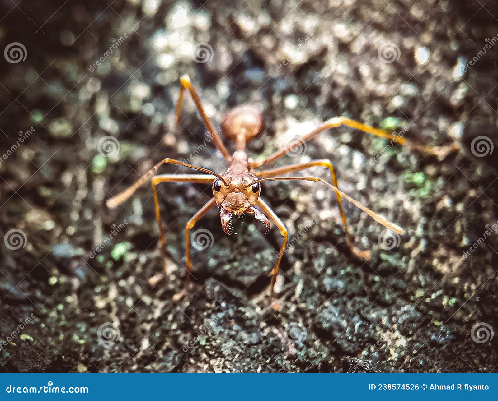 Big Red Ant is Looking at Me Stock Photo - Image of animal, looking ...