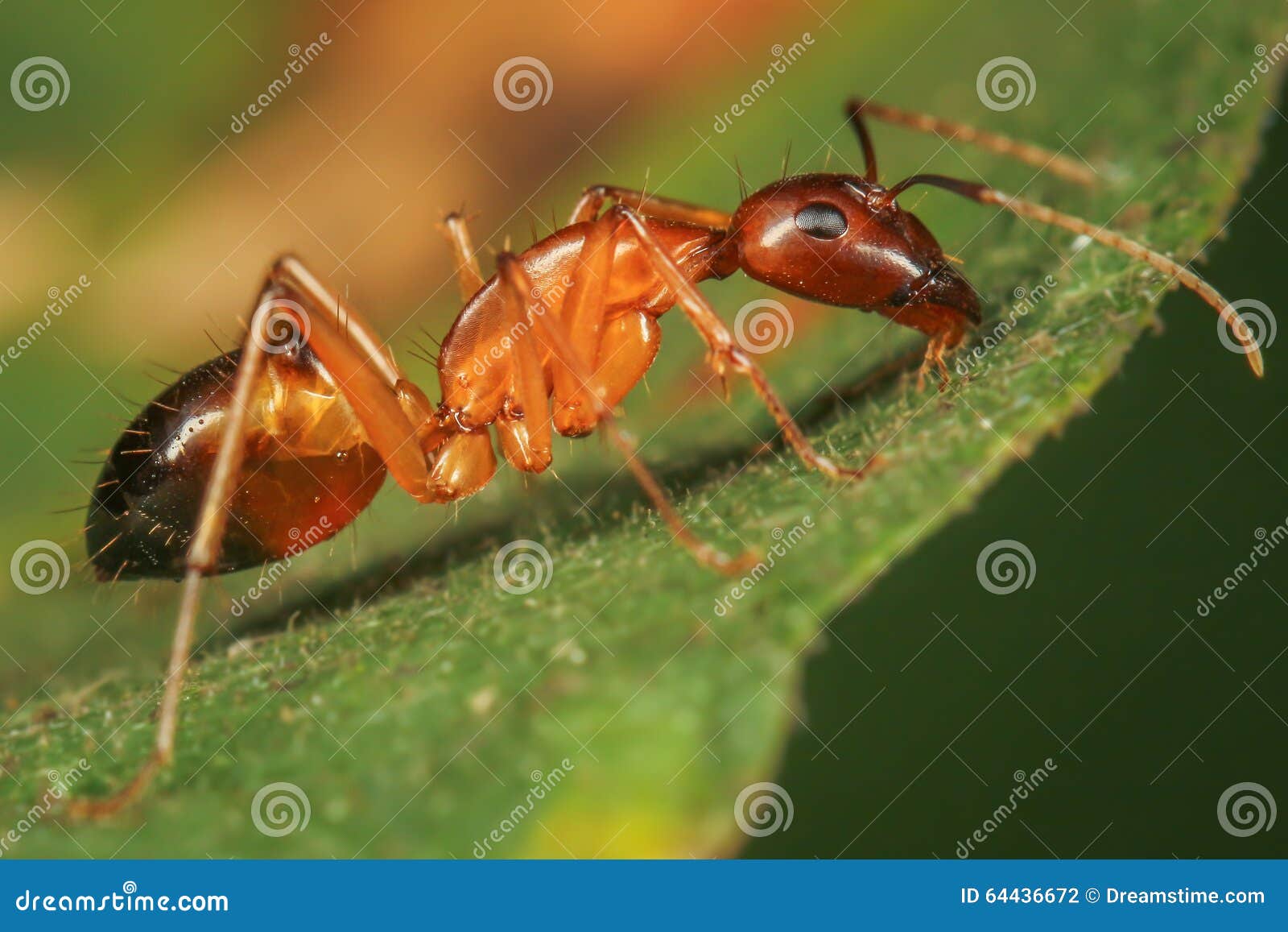 Big Red Ant stock photo. Image of insect, detail, leaf - 64436672