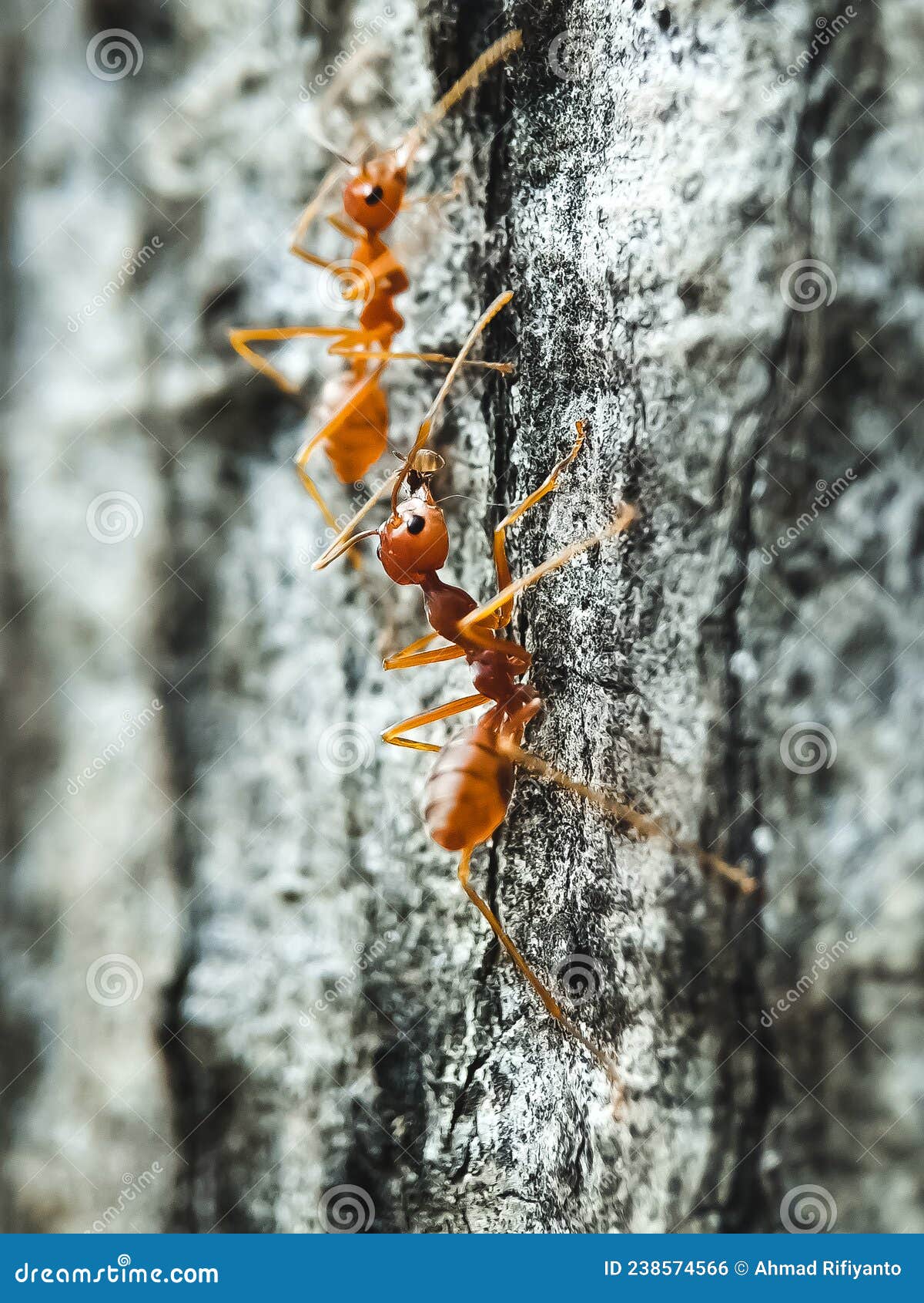 2 big red ants are posing stock photo. Image of arthropod - 238574566