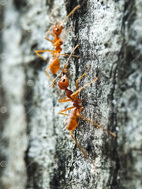 2 big red ants are posing stock photo. Image of arthropod - 238574566