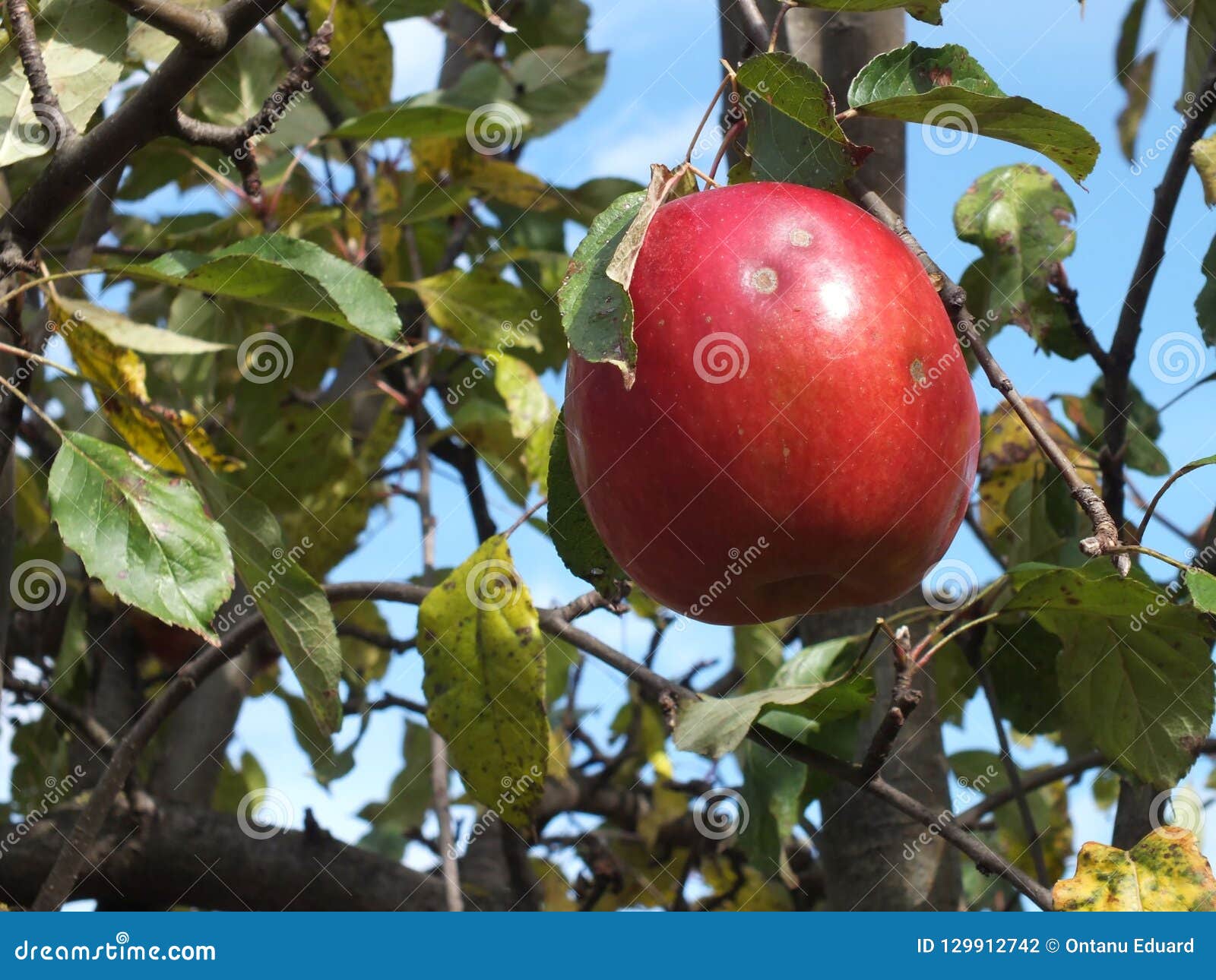 Big Red Apple Lonely in the Tree Stock Photo - Image of tree, nature ...