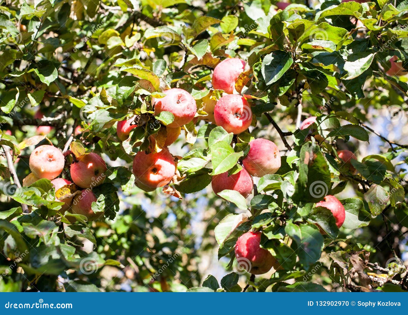 Big Red Apples on Orchard Tree Stock Photo - Image of garden, harvest ...