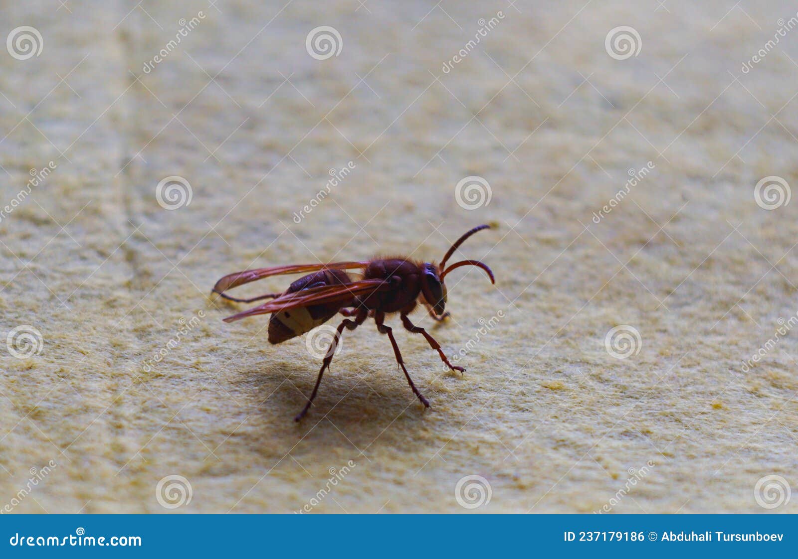 Big red bee stock photo. Image of wildlife, blossom - 237179186