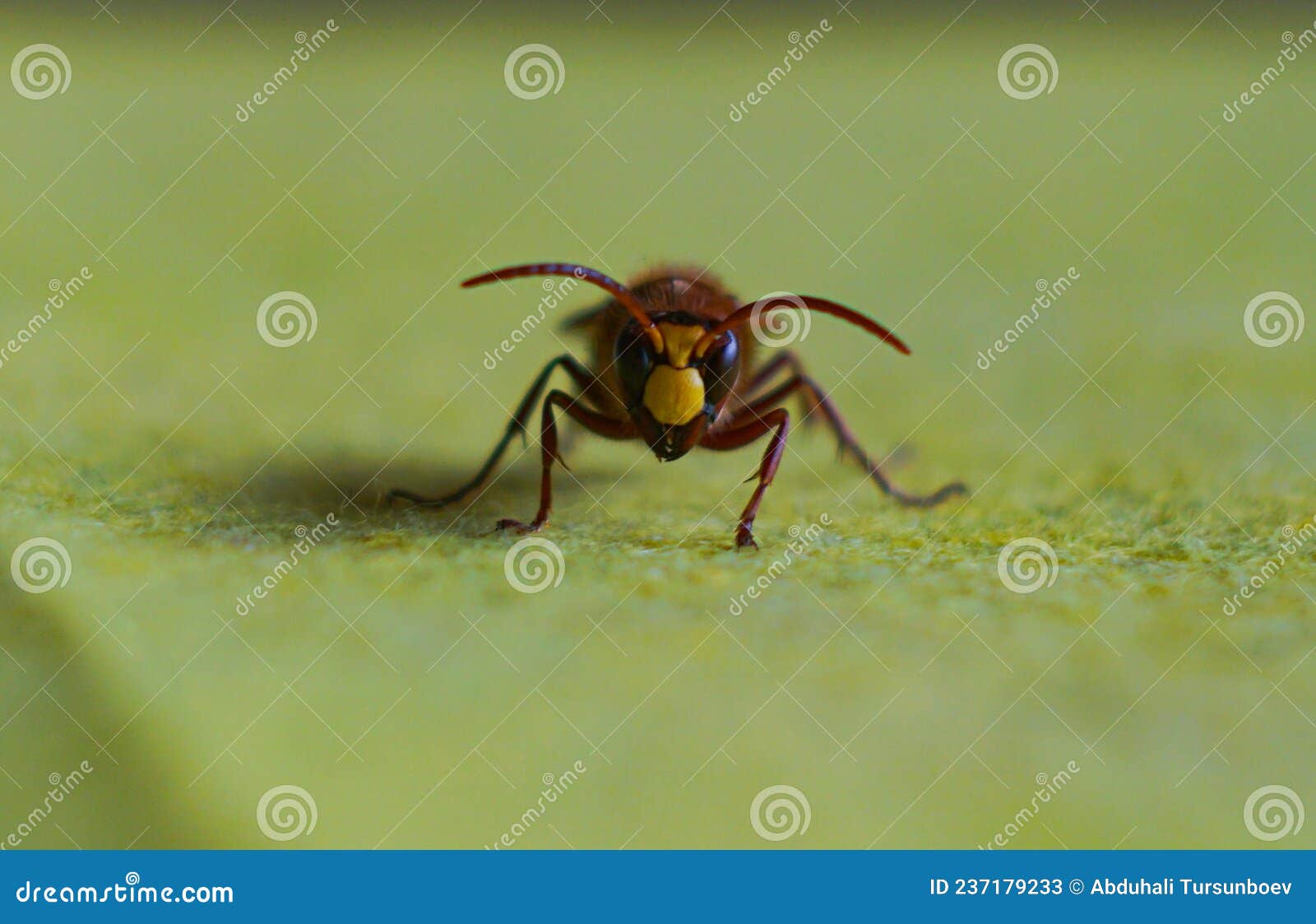 Big red bee stock image. Image of bumble, wild, large - 237179233