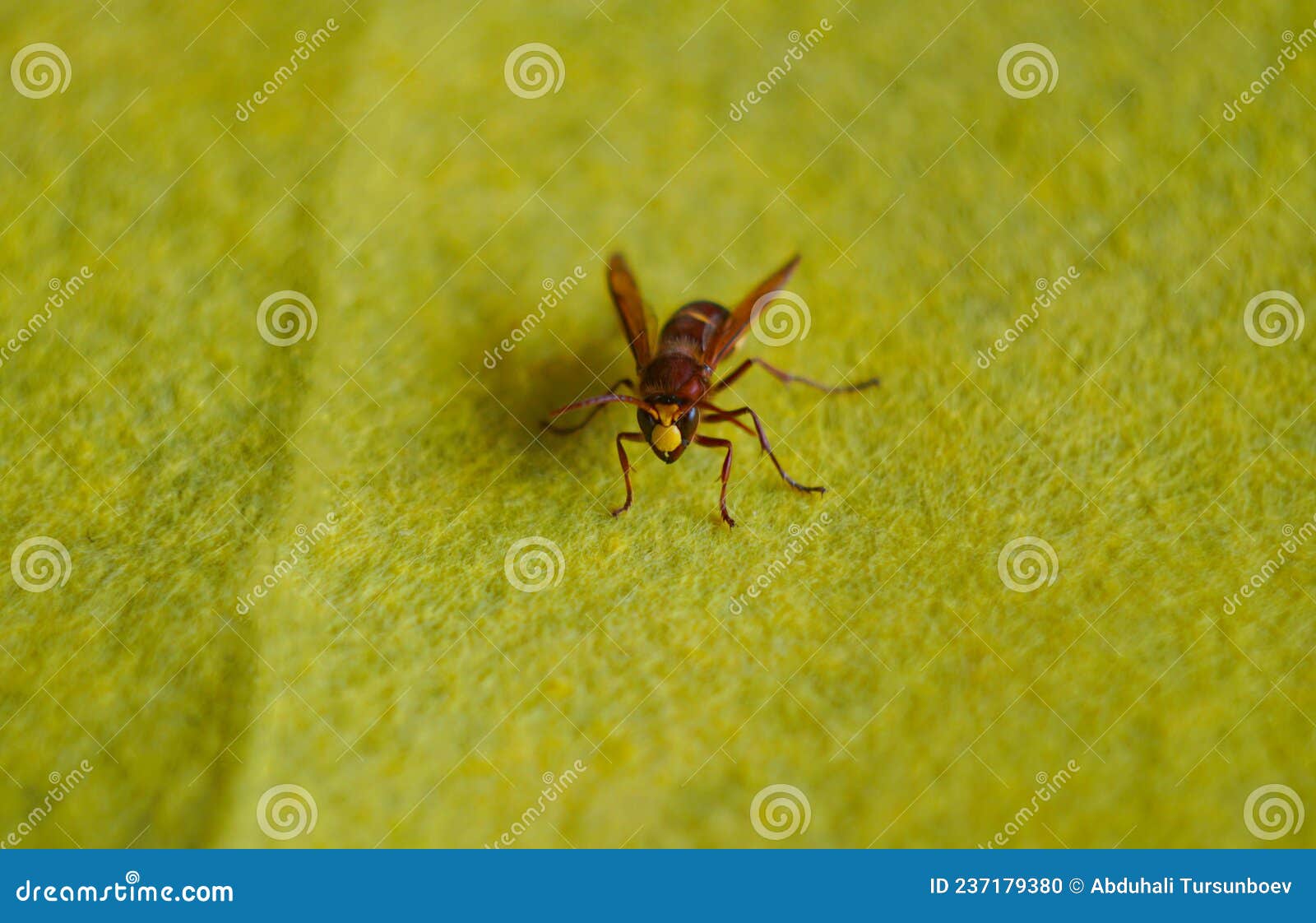 Big red bee stock photo. Image of background, closeup - 237179380