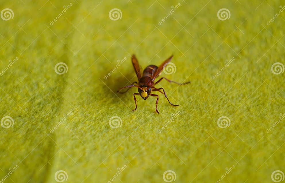 Big red bee stock photo. Image of background, closeup - 237179380