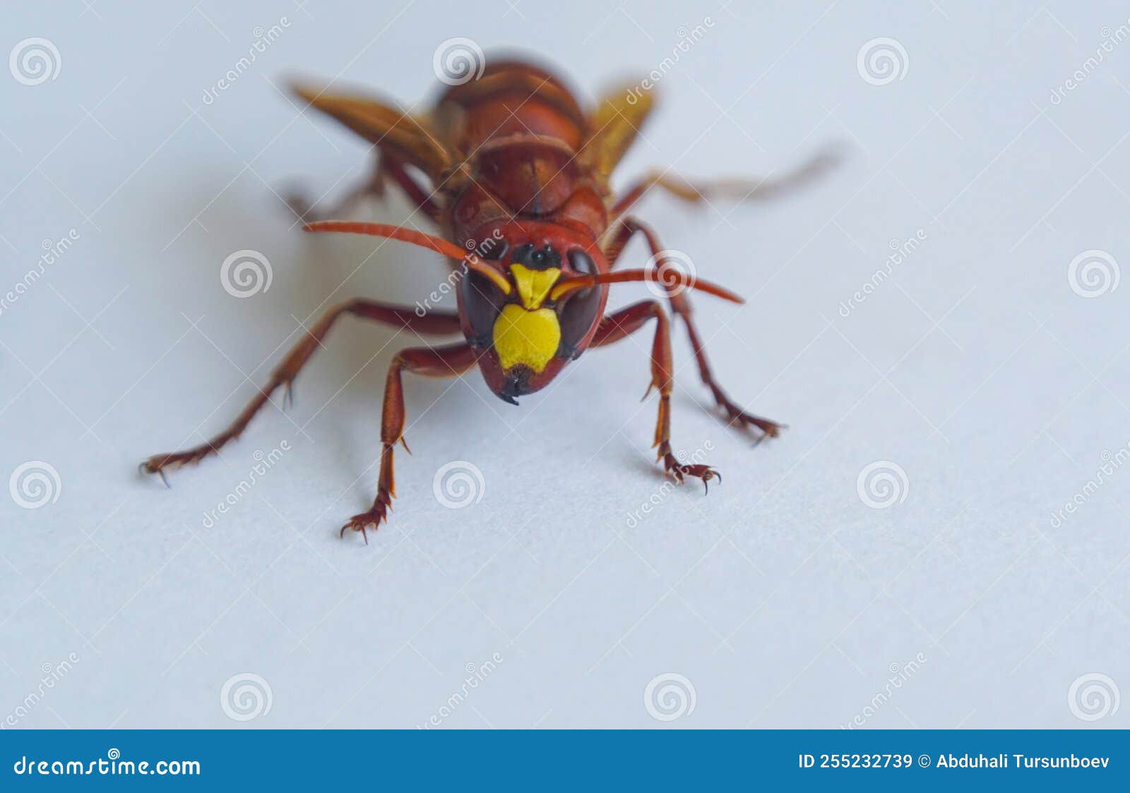 Big Red Bee on White Background Stock Image - Image of nature ...
