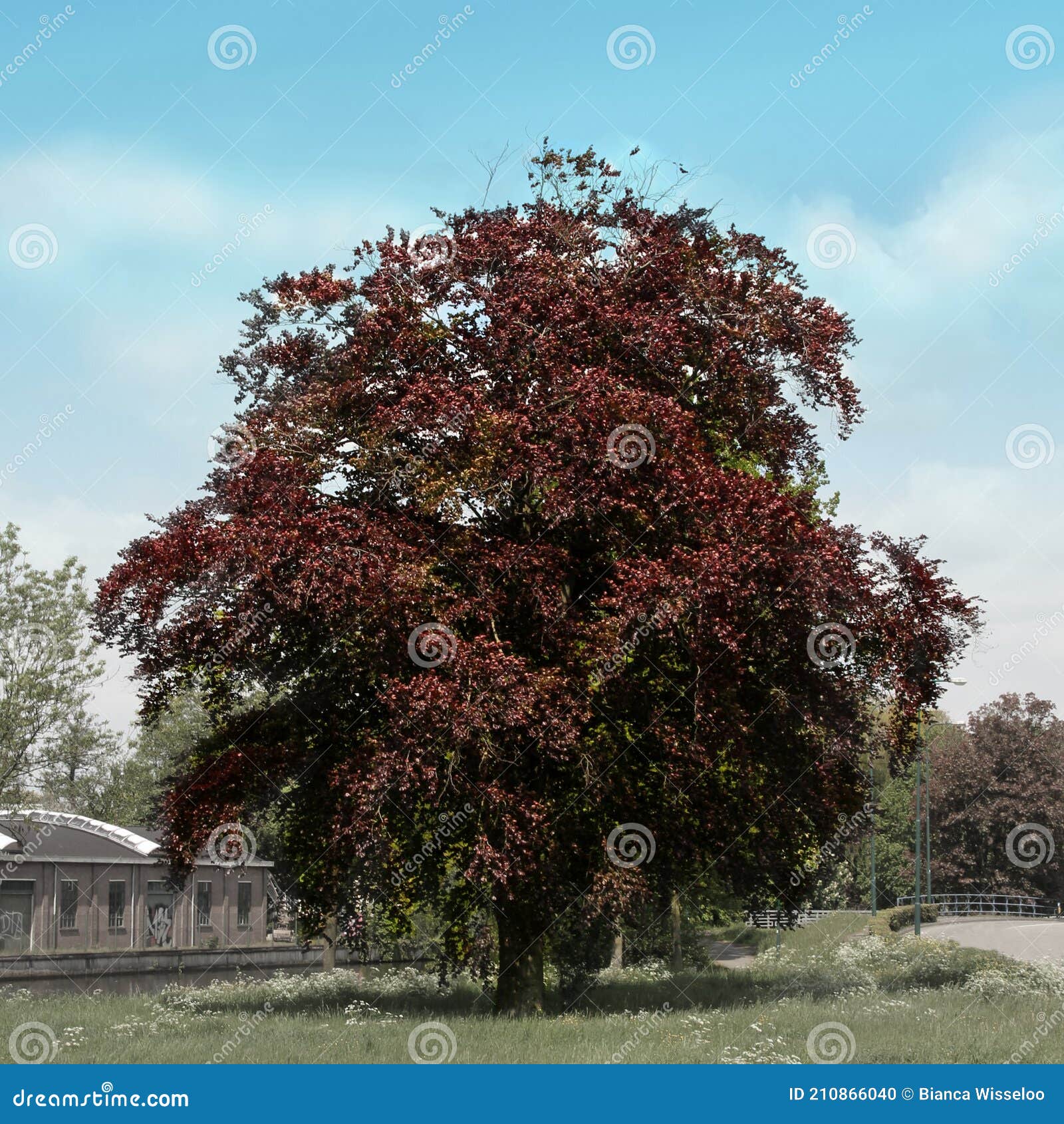 Big Red Beech Tree, Standing Alone in a Field Stock Photo - Image of ...