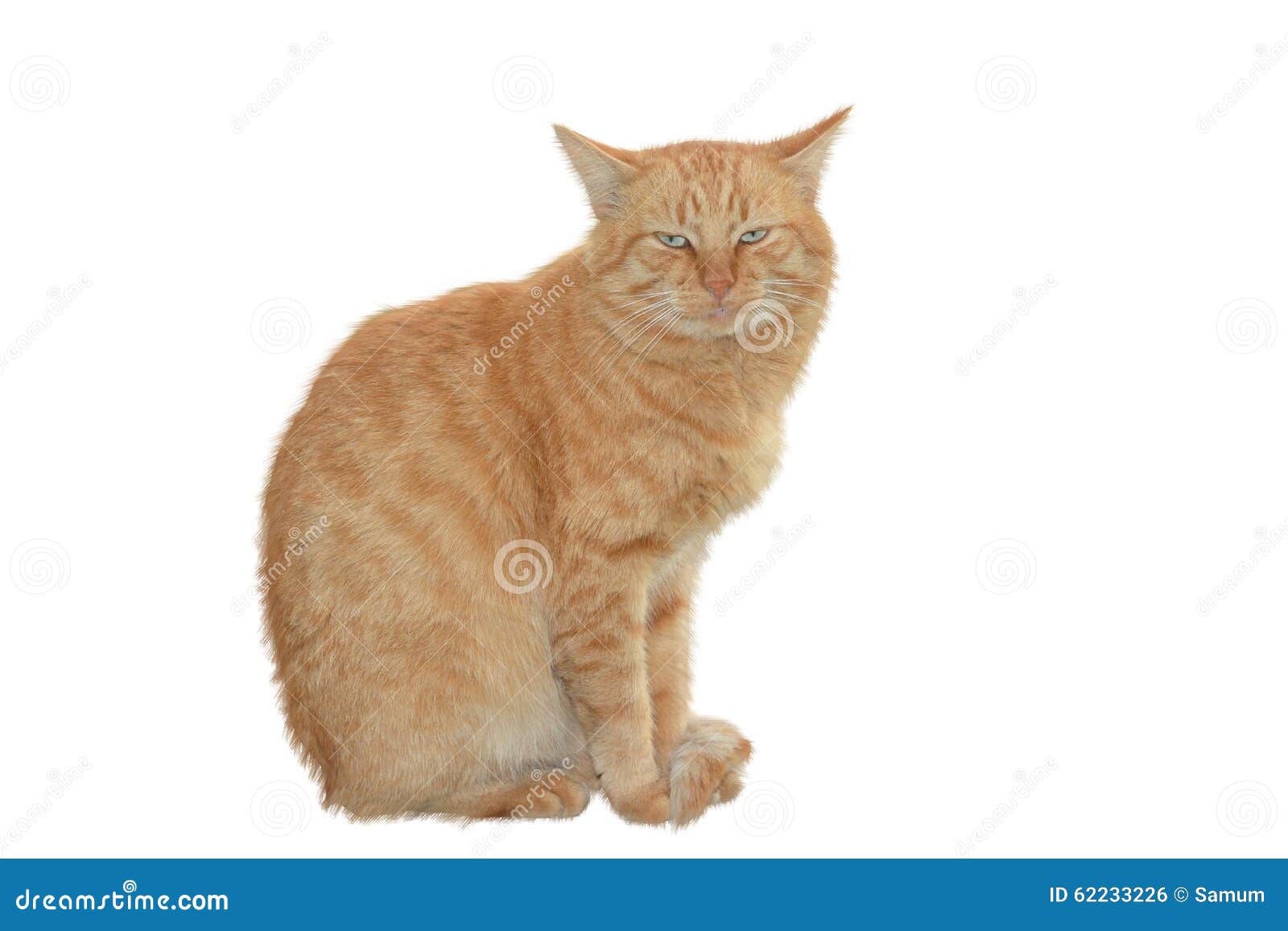 Big red cat stock photo. Image of staring, lying, isolated - 62233226