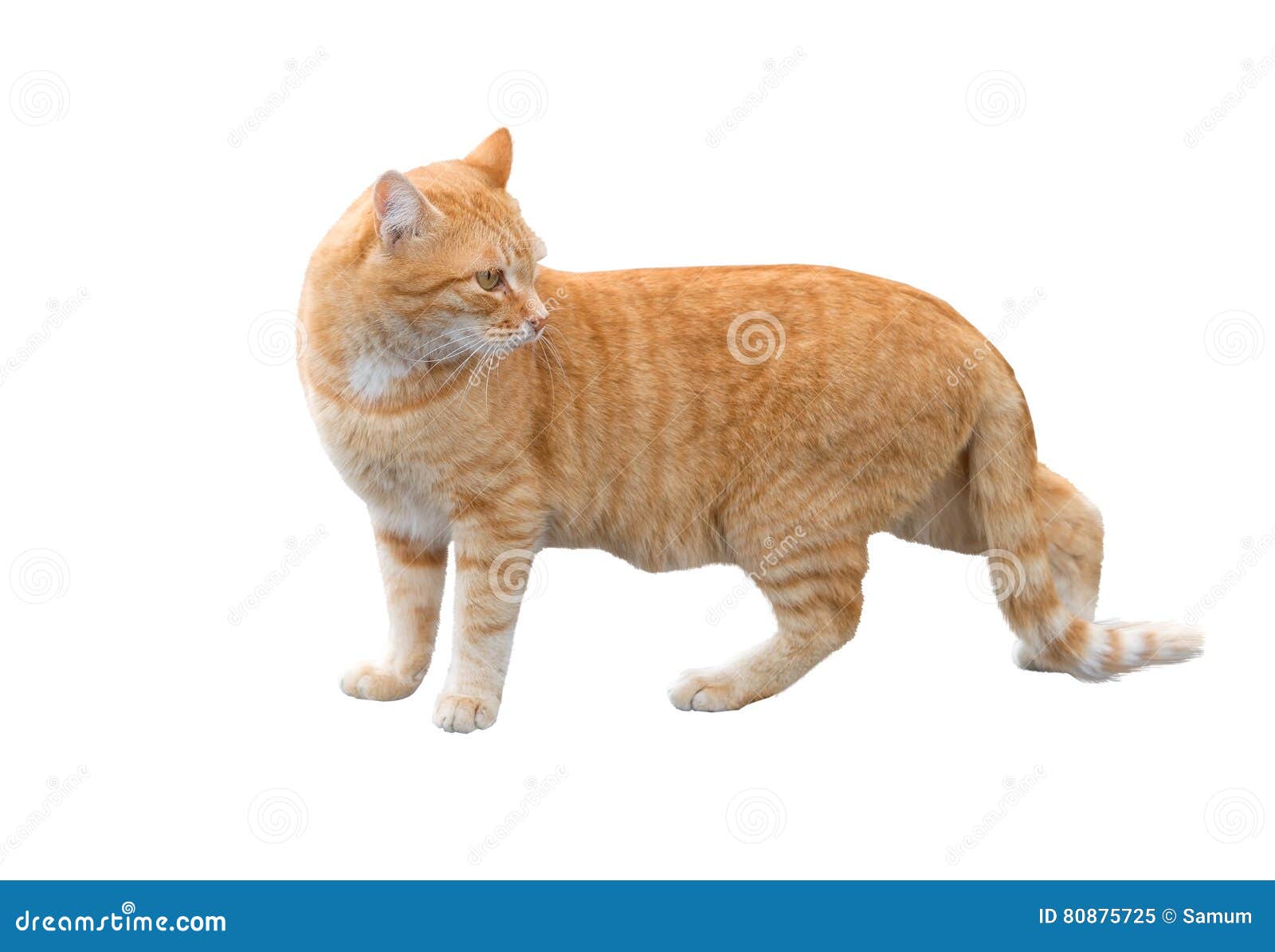 Big red cat stock image. Image of love, feline, anticipation - 80875725