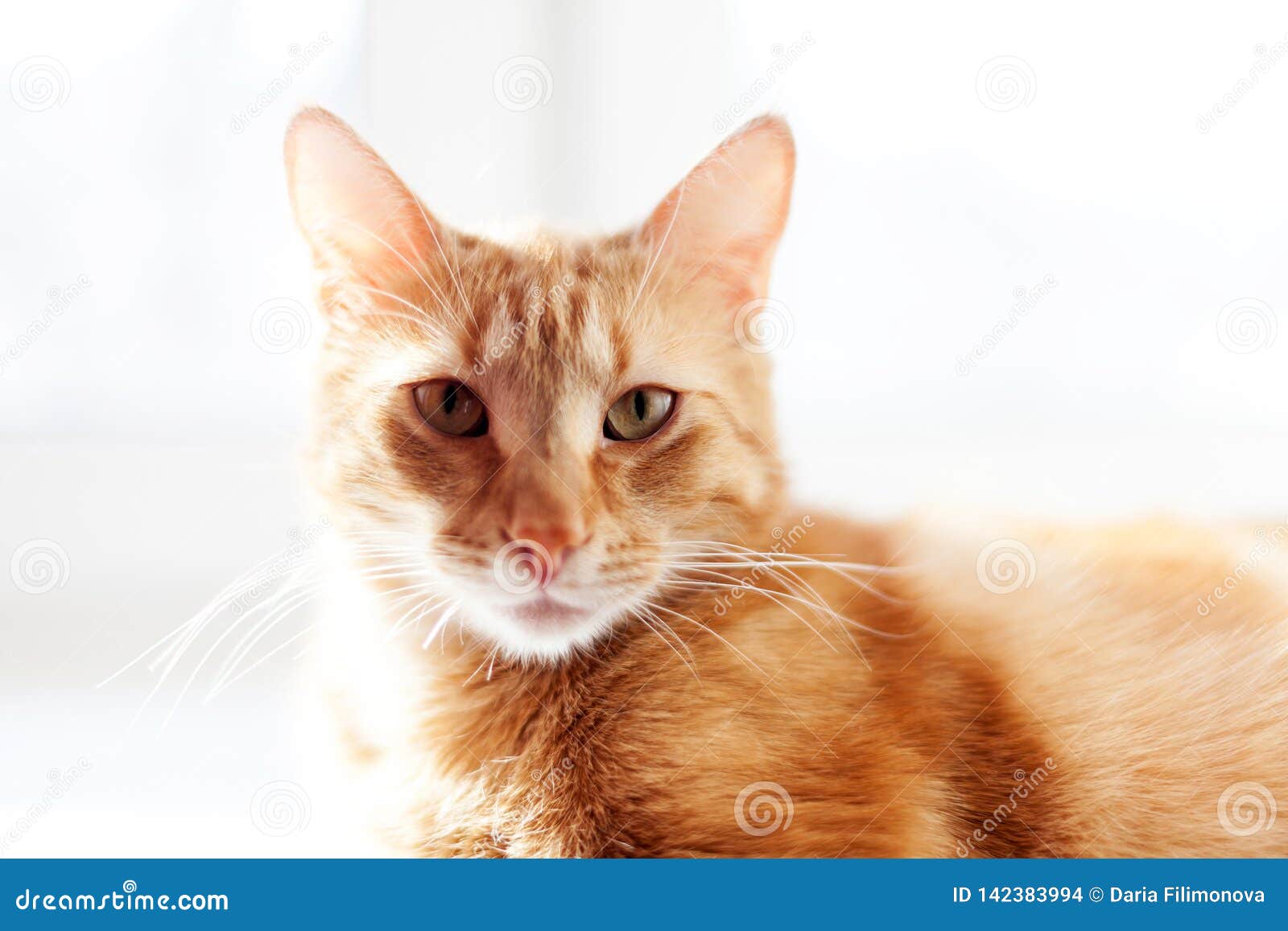 Big red cat stock photo. Image of fluffy, sitting, windowsill - 142383994