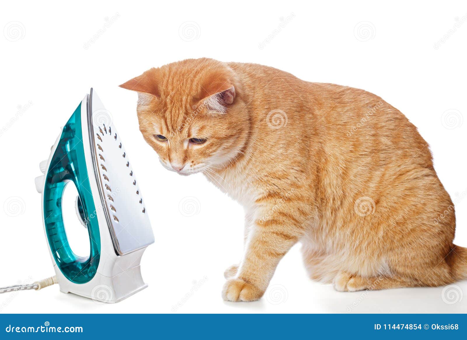 Big red cat and the iron stock photo. Image of fluffy - 114474854