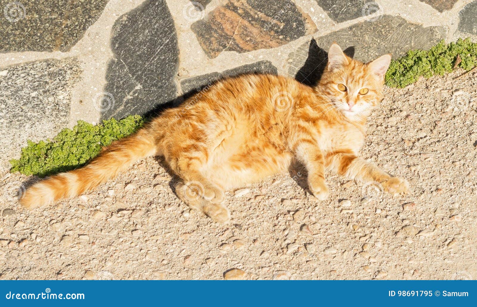 Big red cat eyes stock image. Image of enjoy, paws, domestic - 98691795