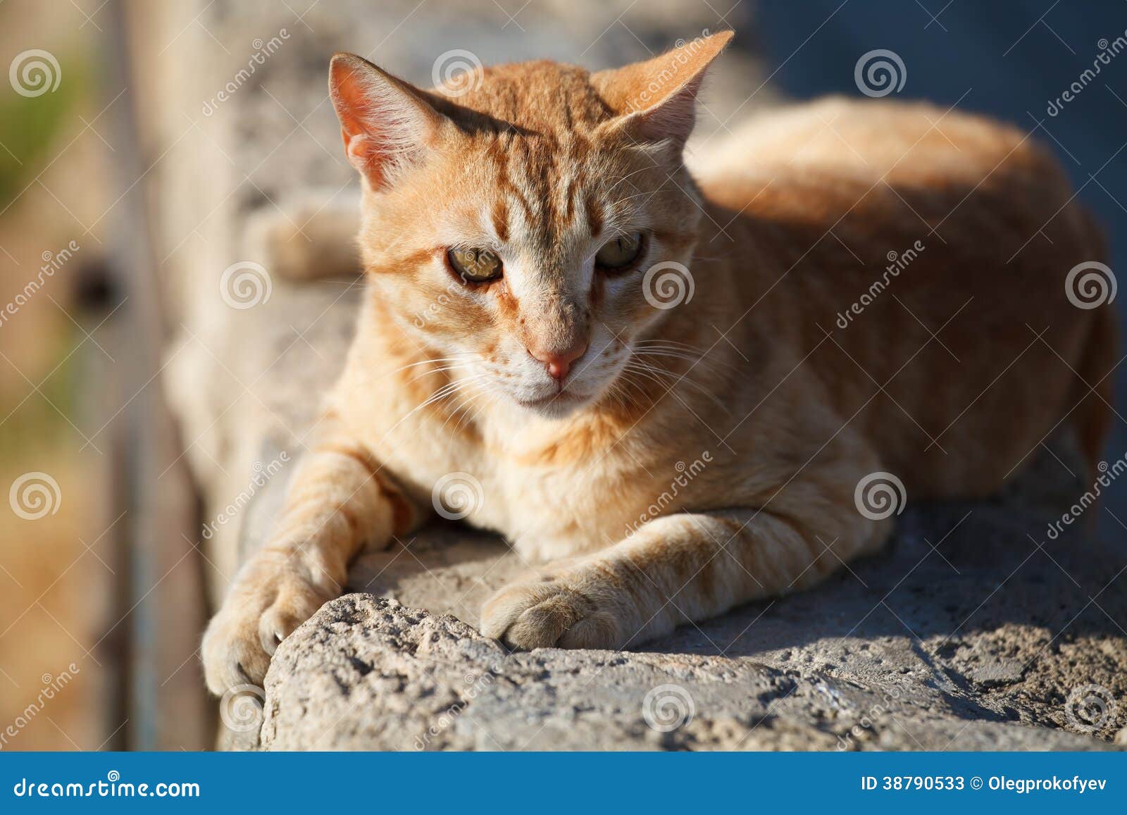 Big red cat stock image. Image of strips, moustached - 38790533