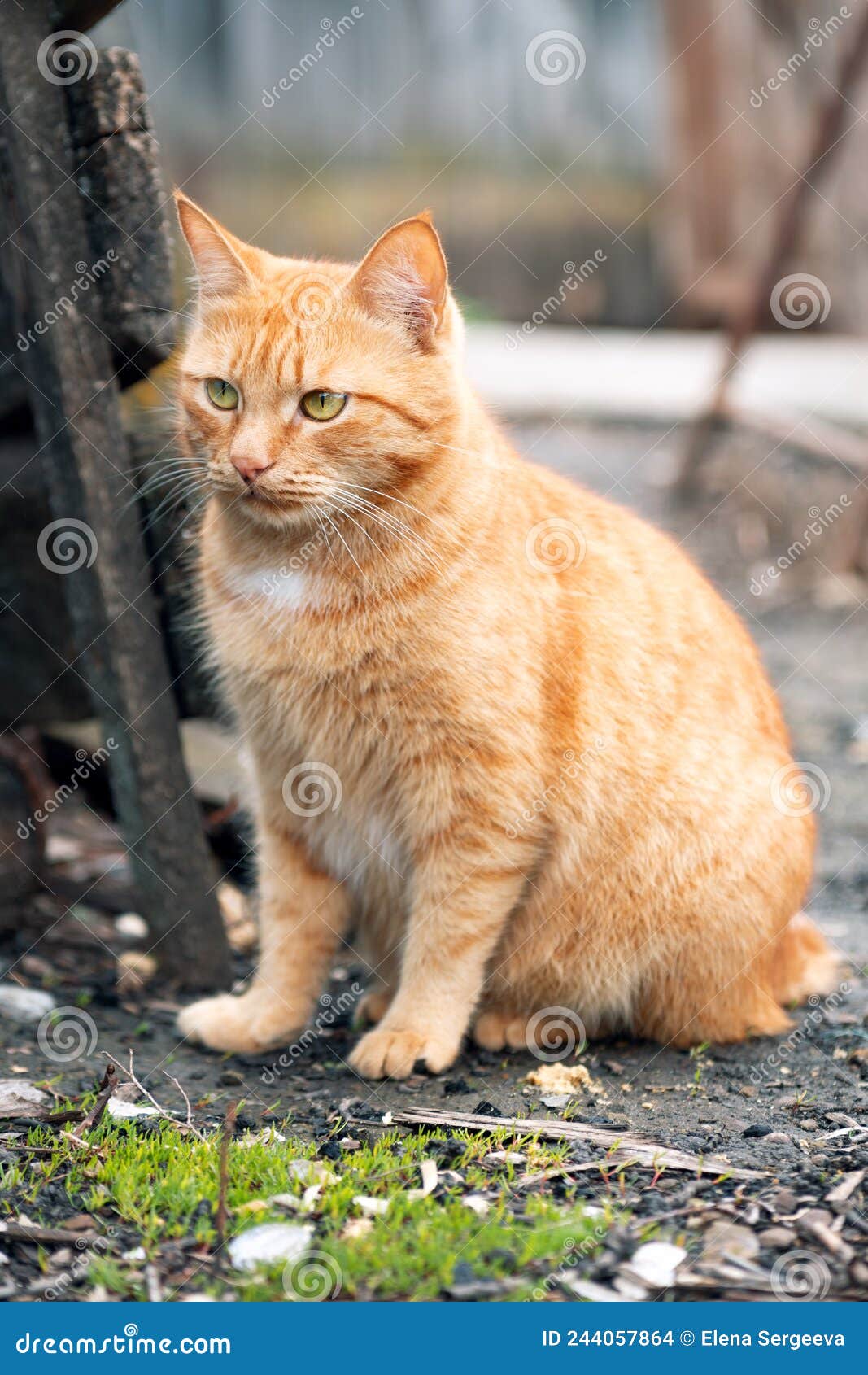 Big Red Cat Walking Outside Stock Photo - Image of pretty, away: 244057864