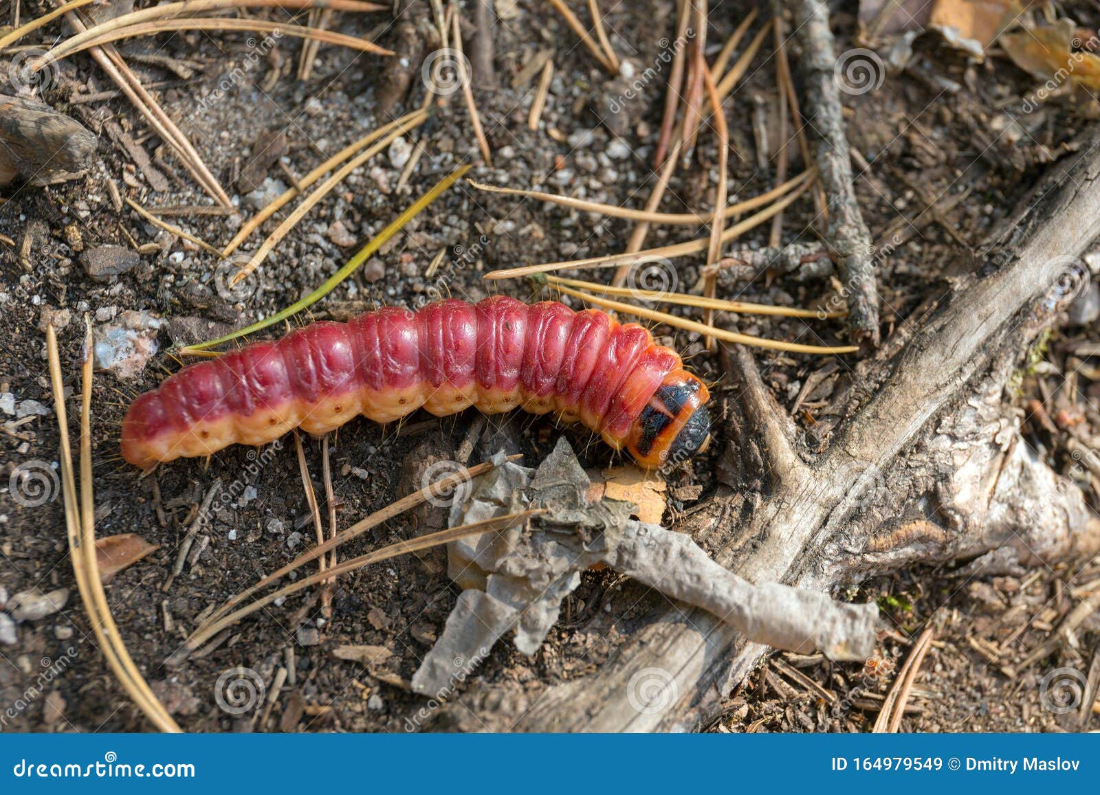 Big Red Caterpillar Closeup Stock Image - Image of detail, bright ...