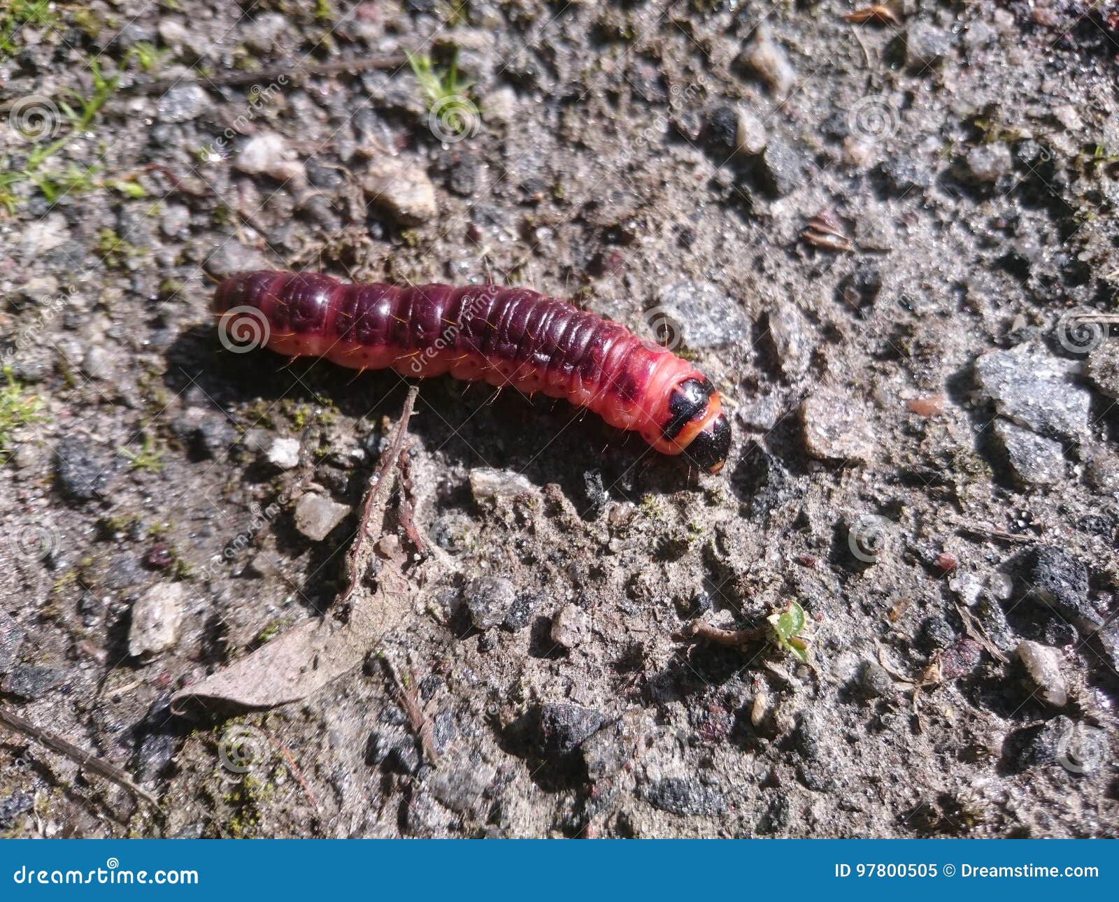 Big red caterpillar stock image. Image of fauna, long - 97800505
