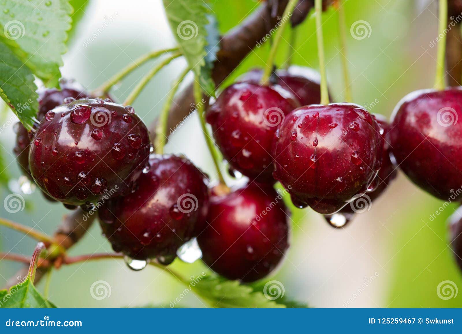 Big Red Cherries with Water Drops. Cherries Hanging on a Cherry Tree ...
