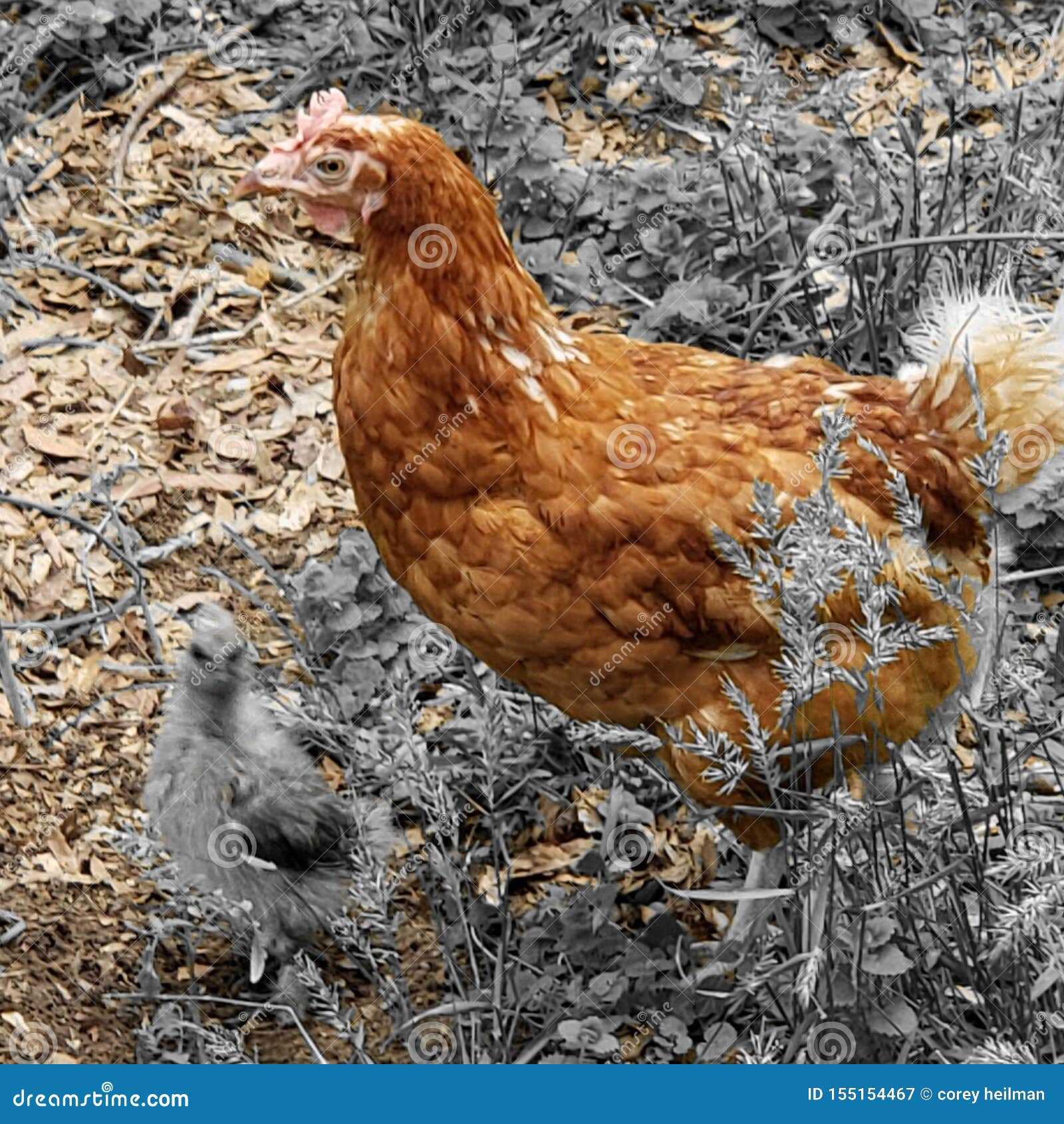 BIG RED stock image. Image of abstract, colorpop, chicken - 155154467