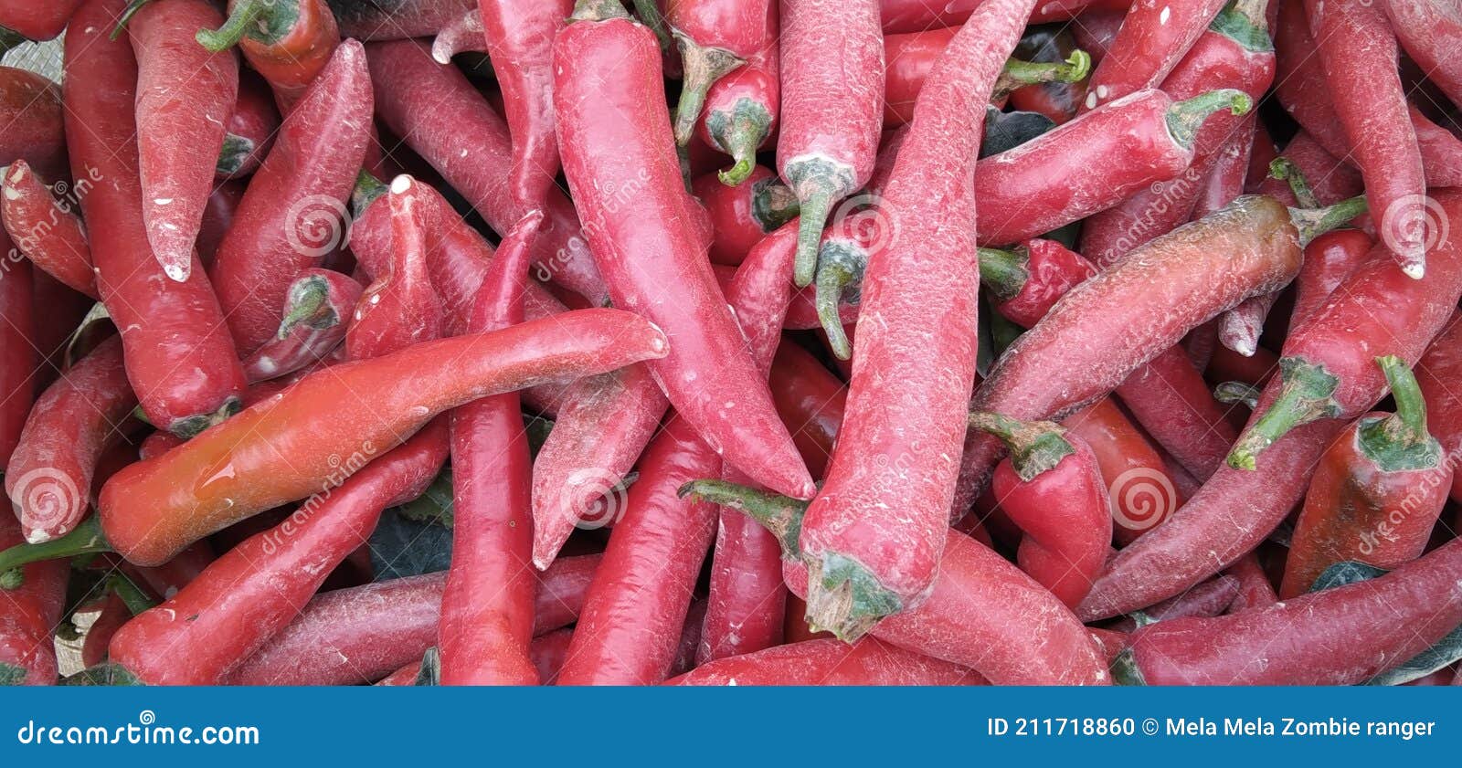 Big red chilli stock photo. Image of plant, vegetable - 211718860