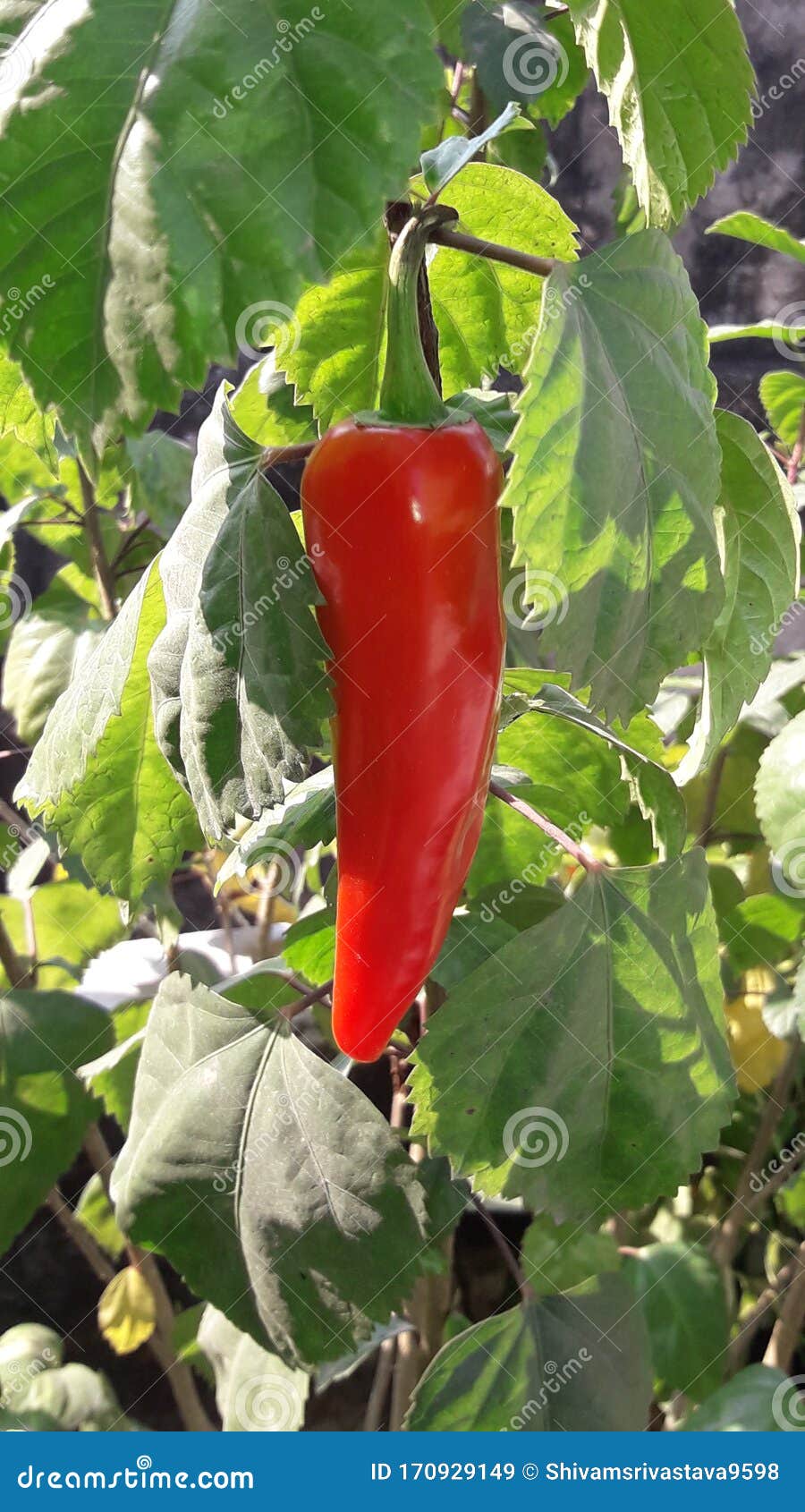 Big Red Chilli on the Tree. Stock Image - Image of indian, nice: 170929149