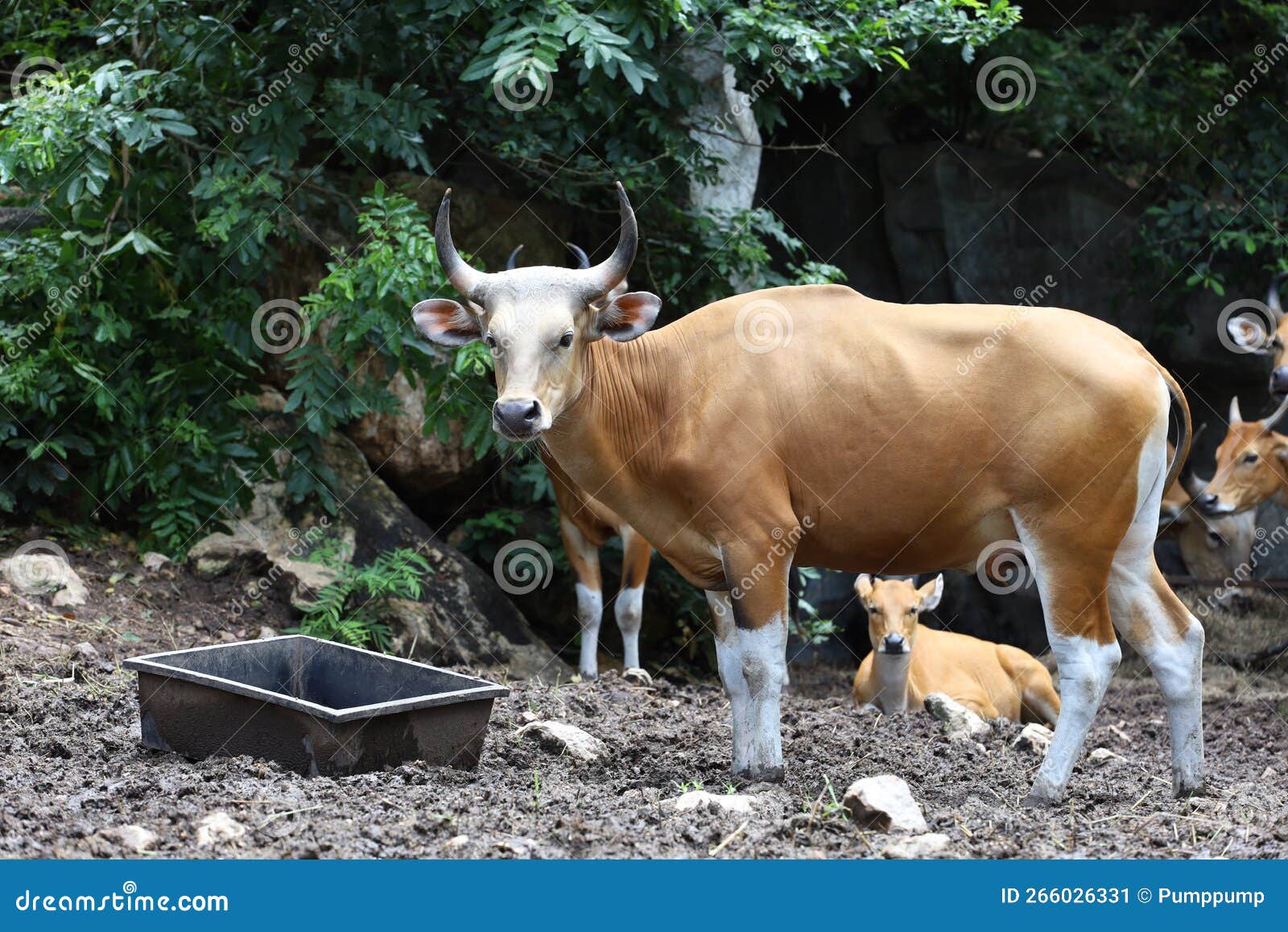 The Big Red Cow in Nature Garden Stock Image - Image of beauty, wild ...