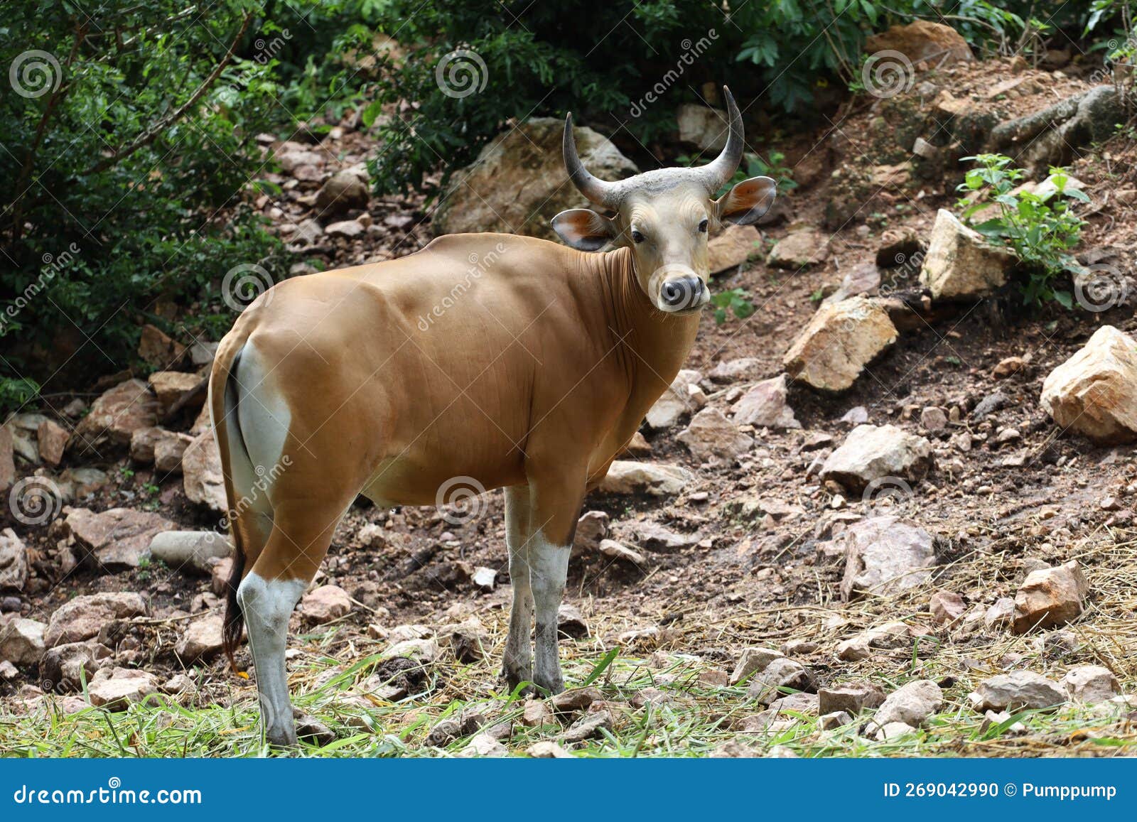 The Big Red Cow in Nature Garden Stock Photo - Image of longhorn ...