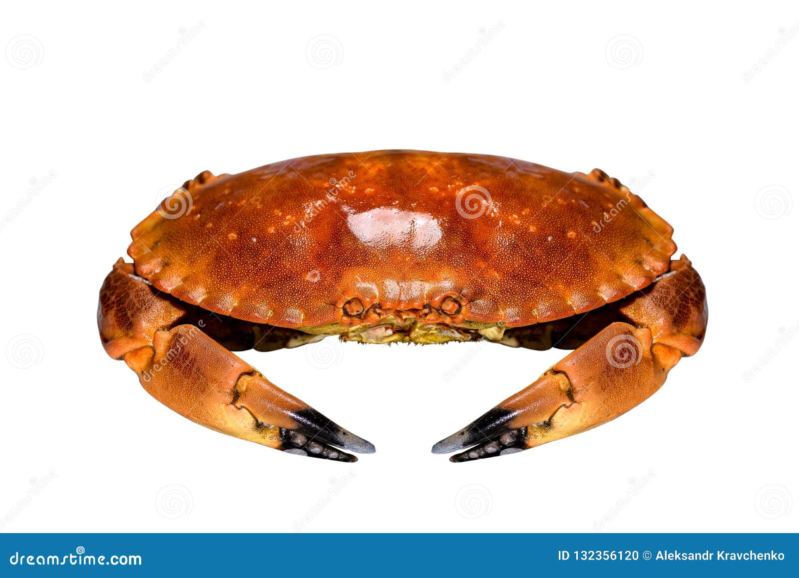Big Red Crab on White Background Stock Photo - Image of claws ...