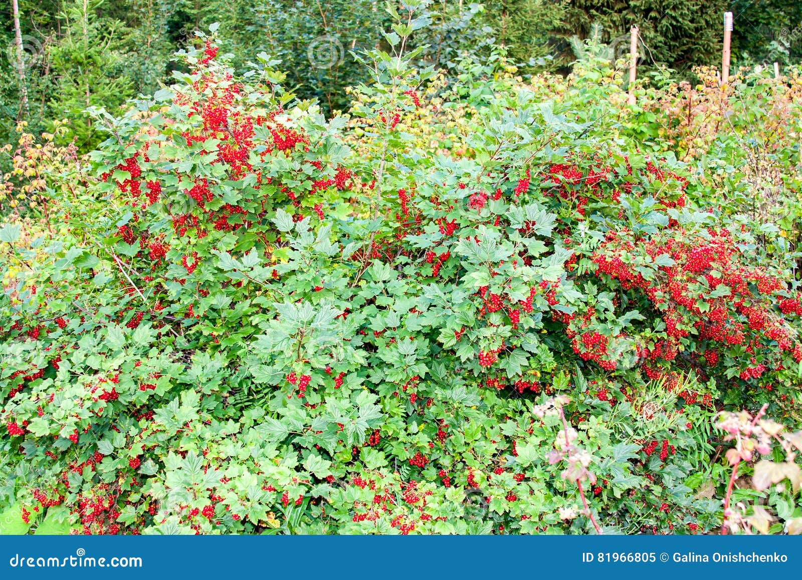 Big red currant bush stock image. Image of nature, bush - 81966805